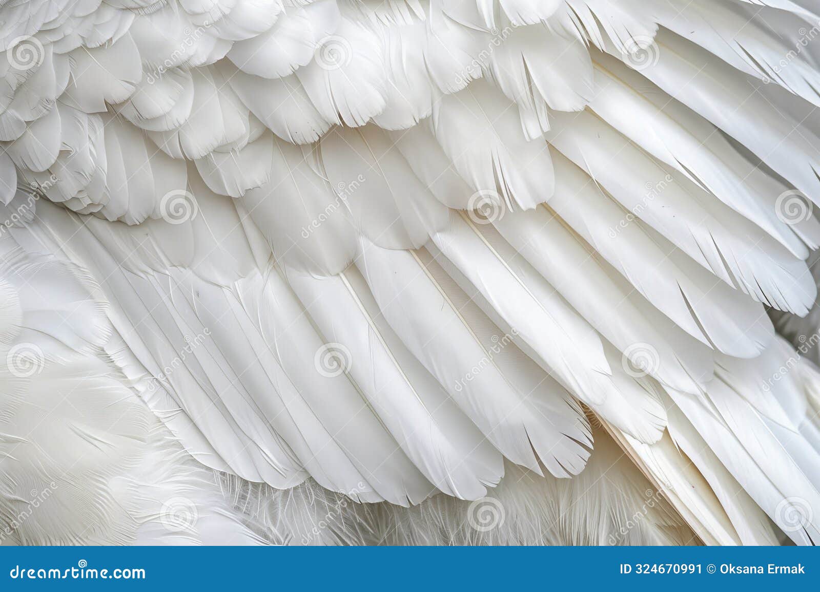 White Swan Feathers Background, Goose Plume Pattern, White Wings ...