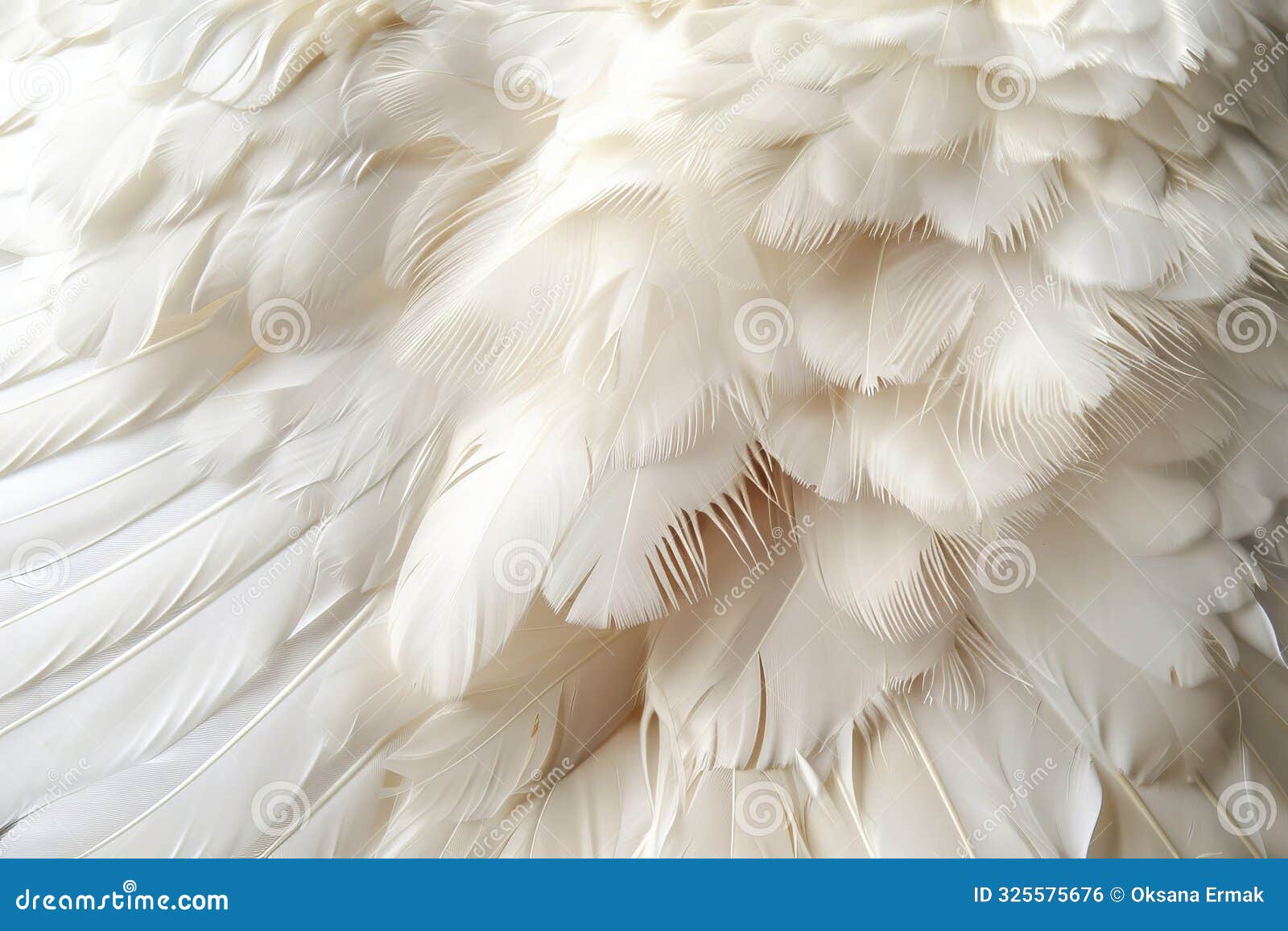 White Swan Feathers Background, Goose Plume Pattern, White Wings ...
