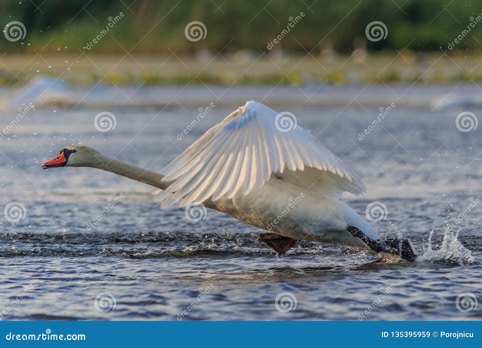 White swan in flight stock image. Image of natural, summer - 135395959