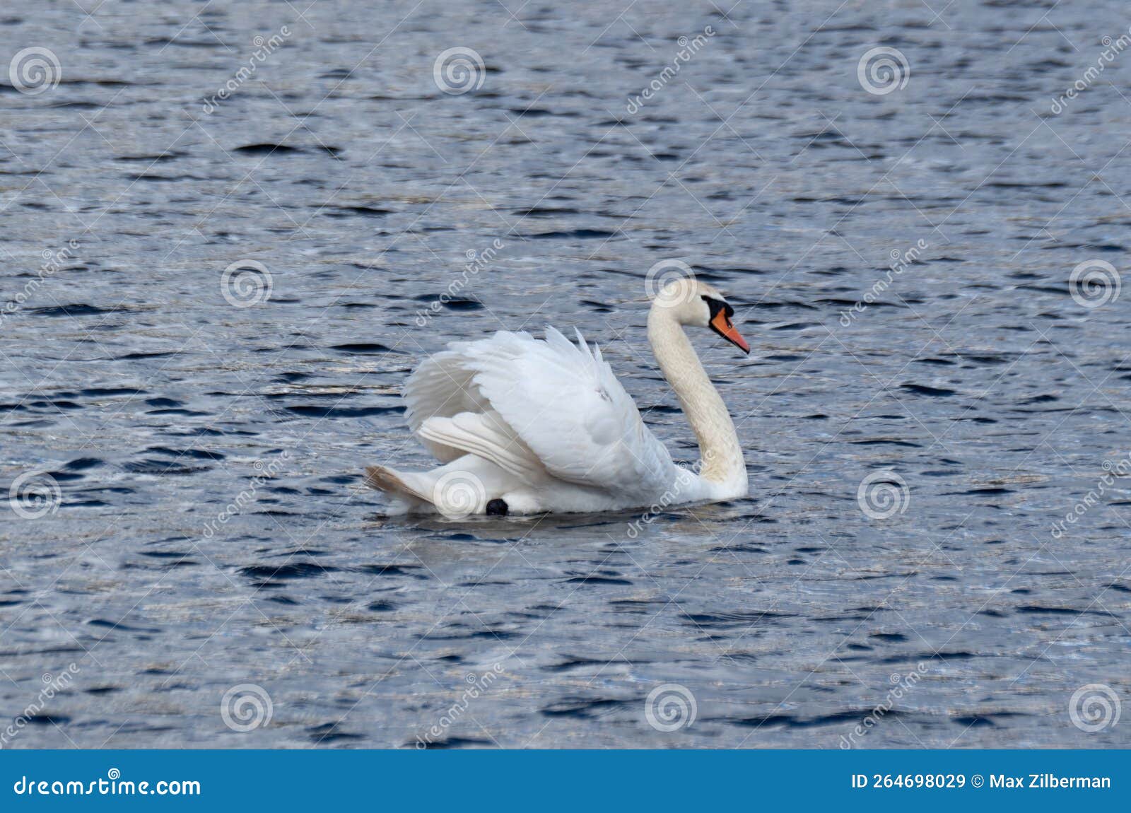 White Swan Floating on the Water Stock Image - Image of natural ...