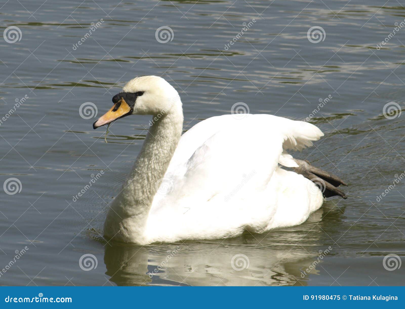 White Swan stock image. Image of floating, swans, pluck - 91980475