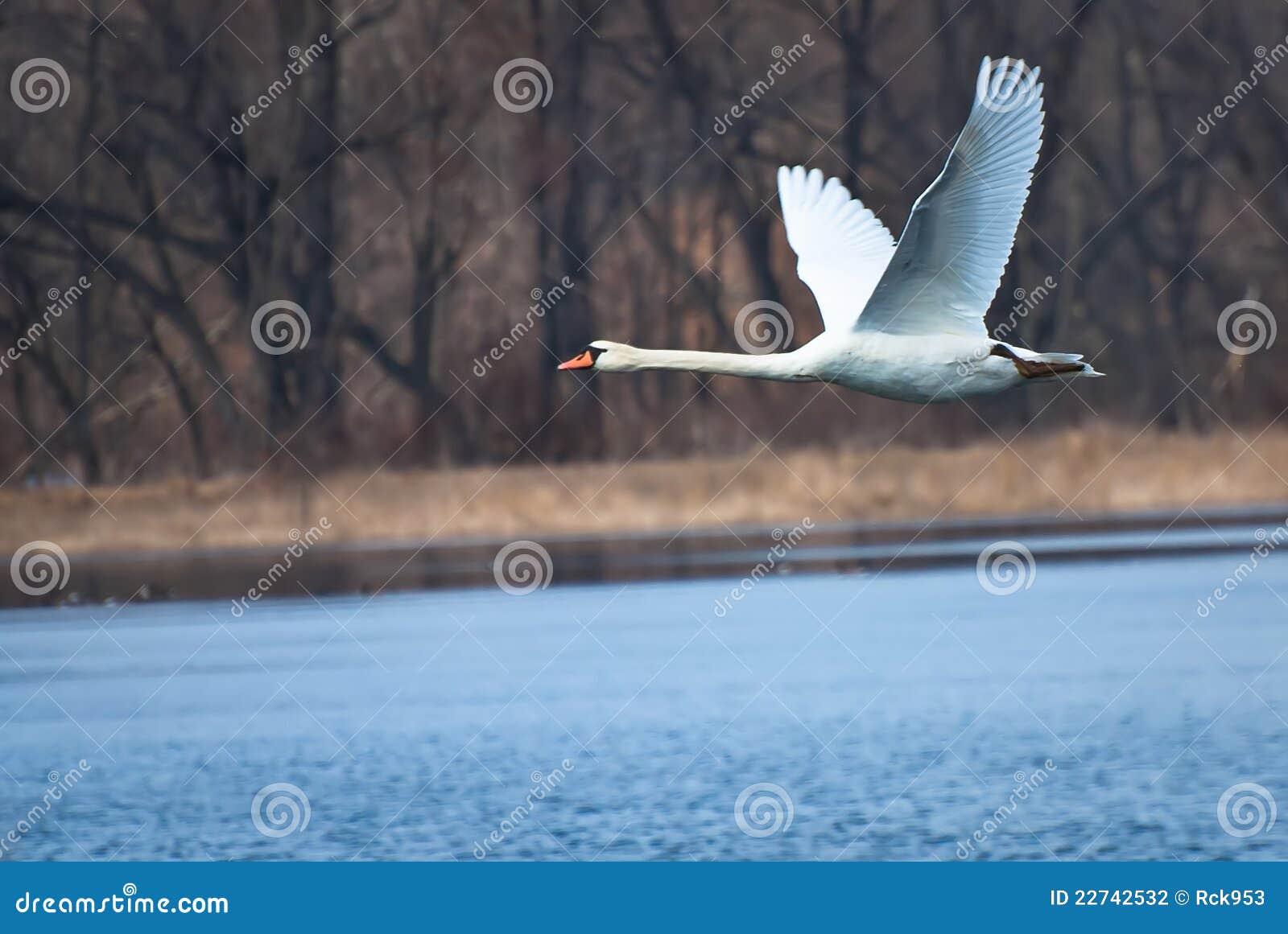 White Swan Flying Over Water Stock Photo - Image of water, flying: 22742532