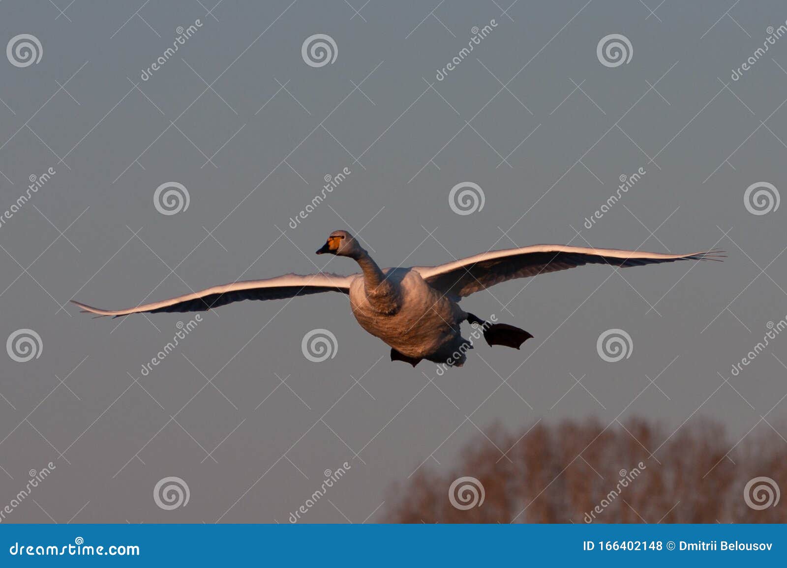 Swan in flight stock photo. Image of blue, bird, freedom - 166402148