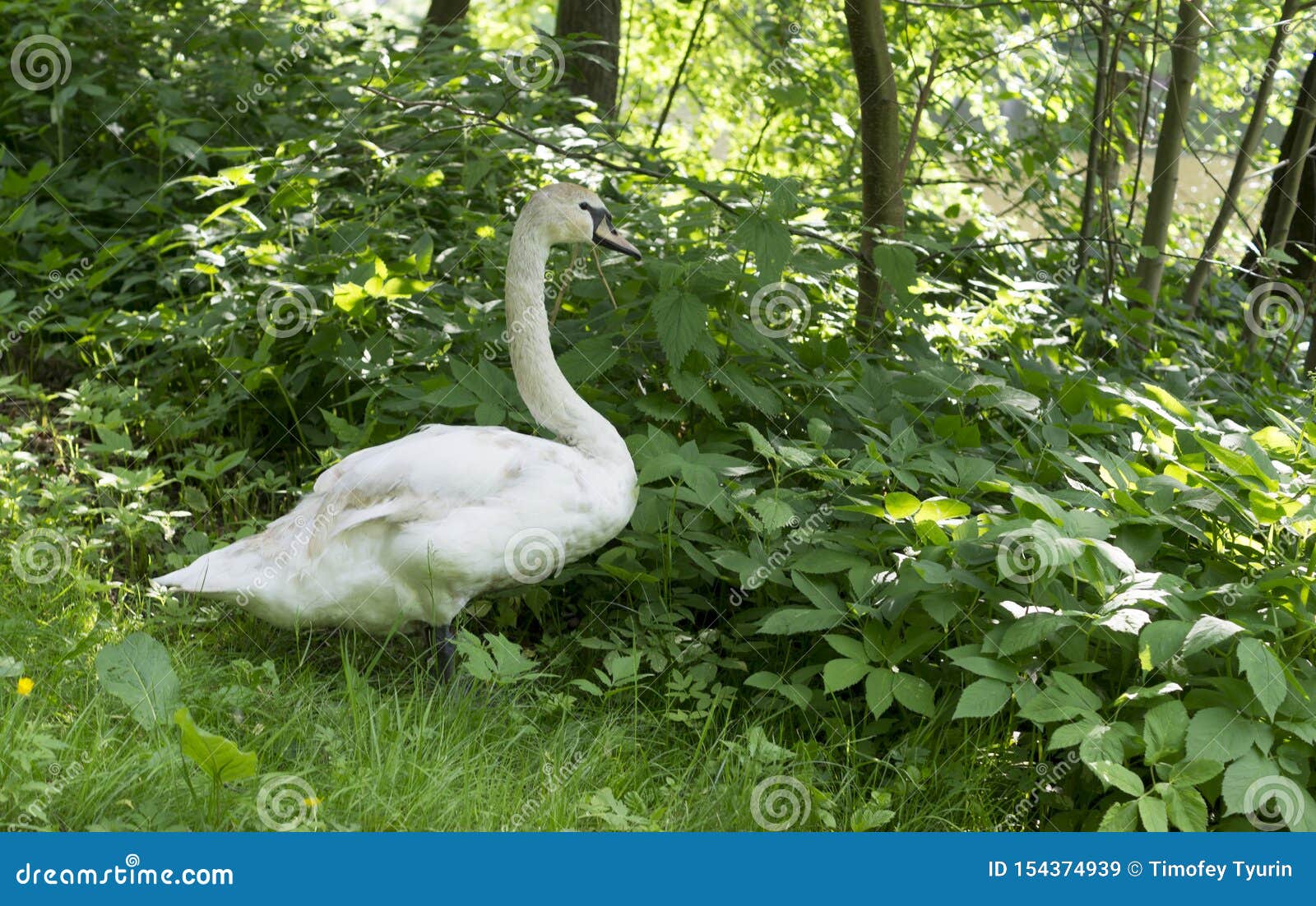 Swan in Forest Grass at Summer. Nature, Animals Stock Image - Image of ...