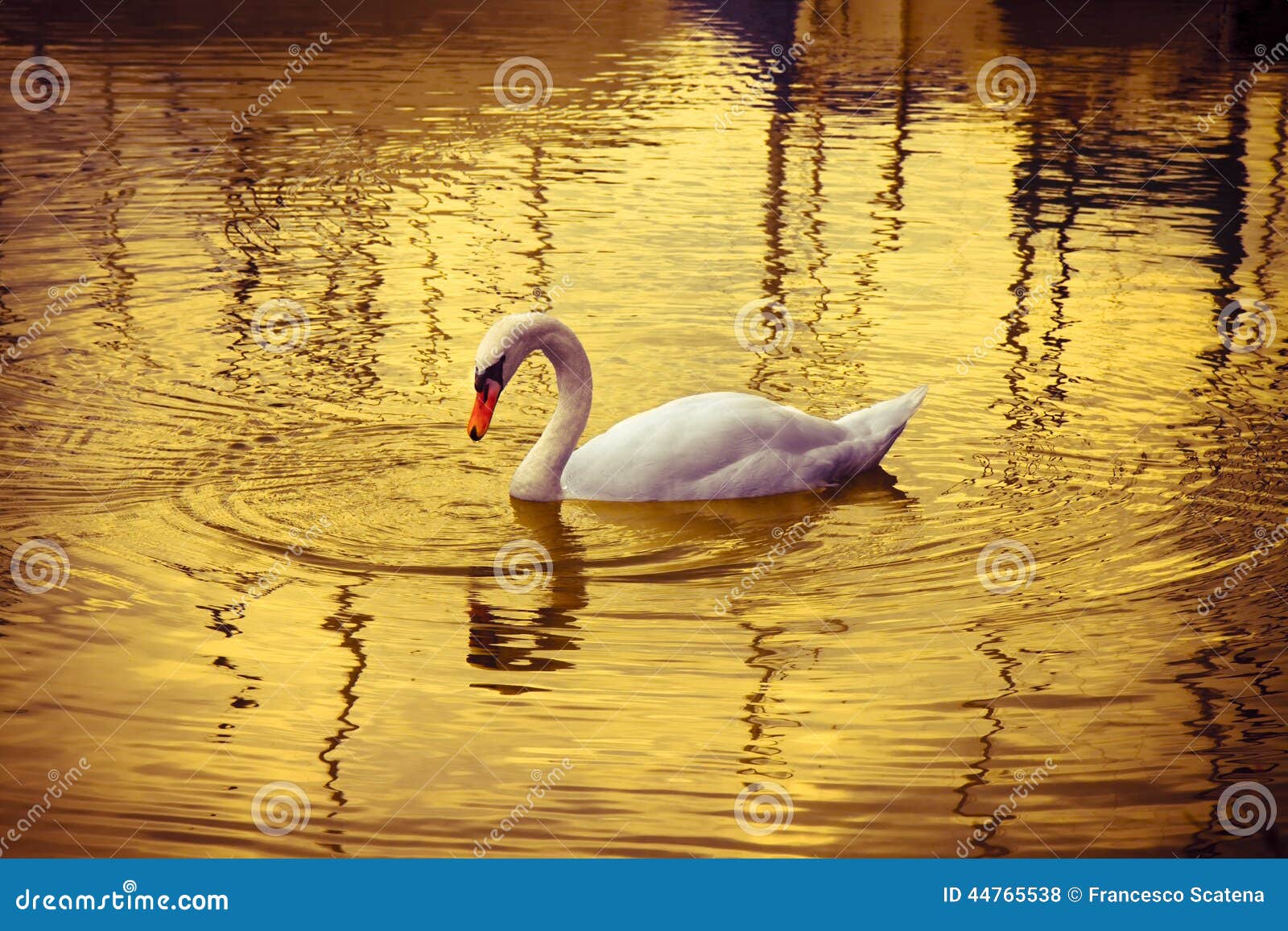 White Swan stock photo. Image of glowing, togetherness - 44765538