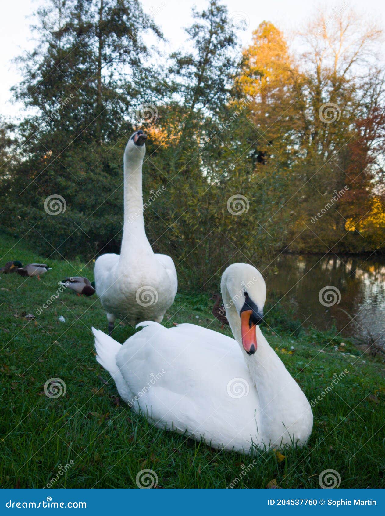 White swan in grass stock photo. Image of mallard, wildlife - 204537760