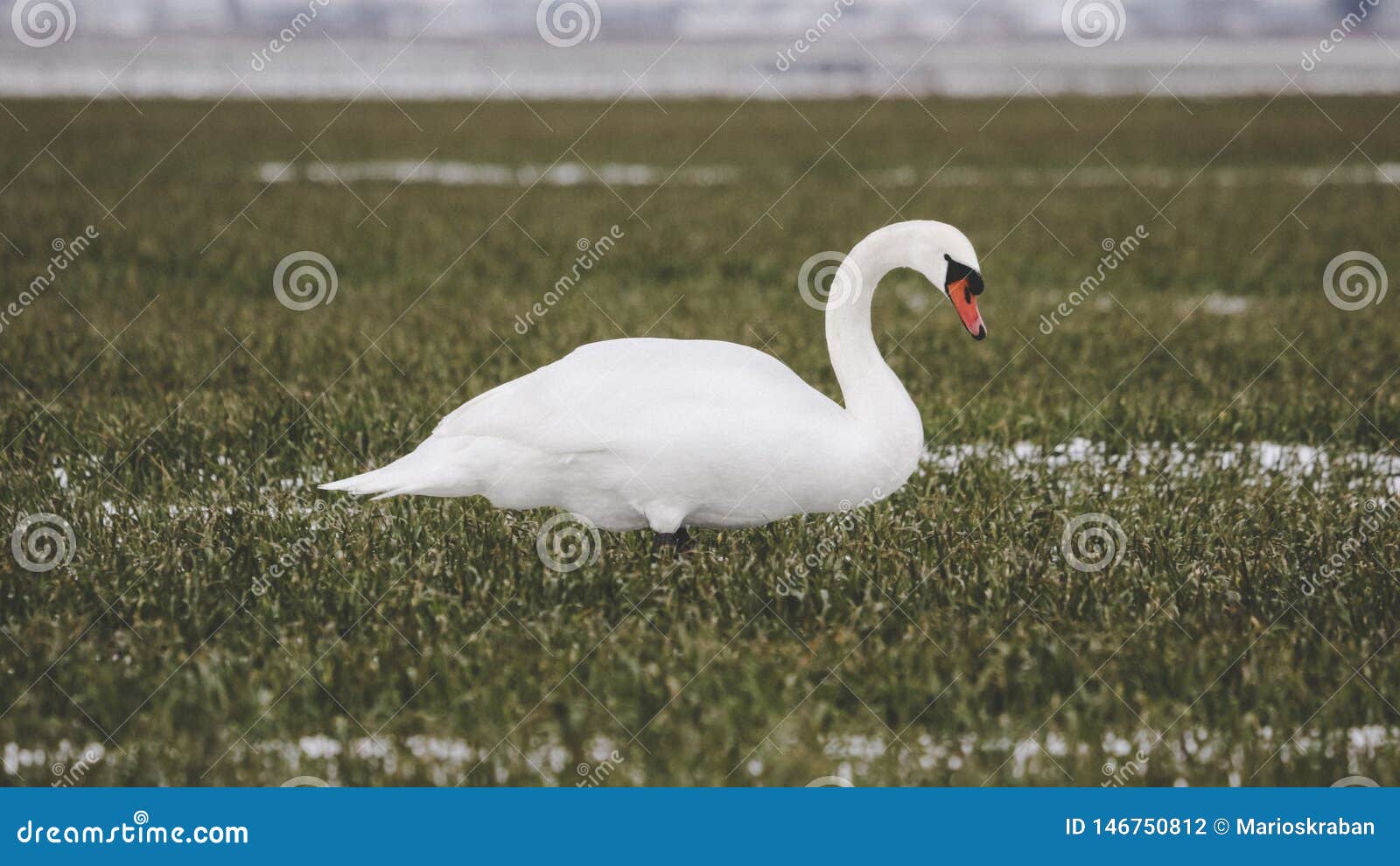 White swan on grass stock photo. Image of beutiful, grass - 146750812