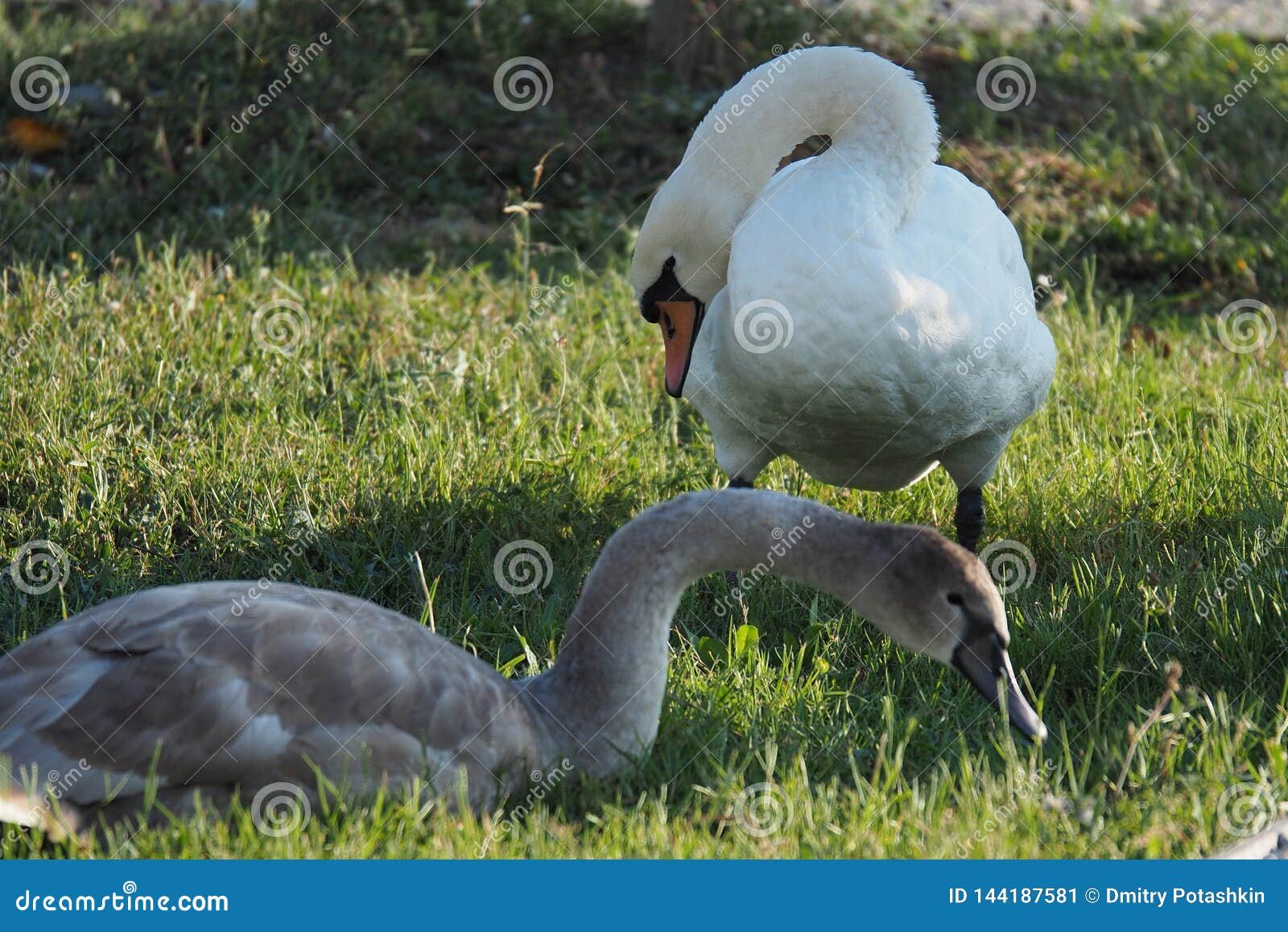 Big Fat Goose On A Lawn Royalty-Free Stock Photo | CartoonDealer.com ...