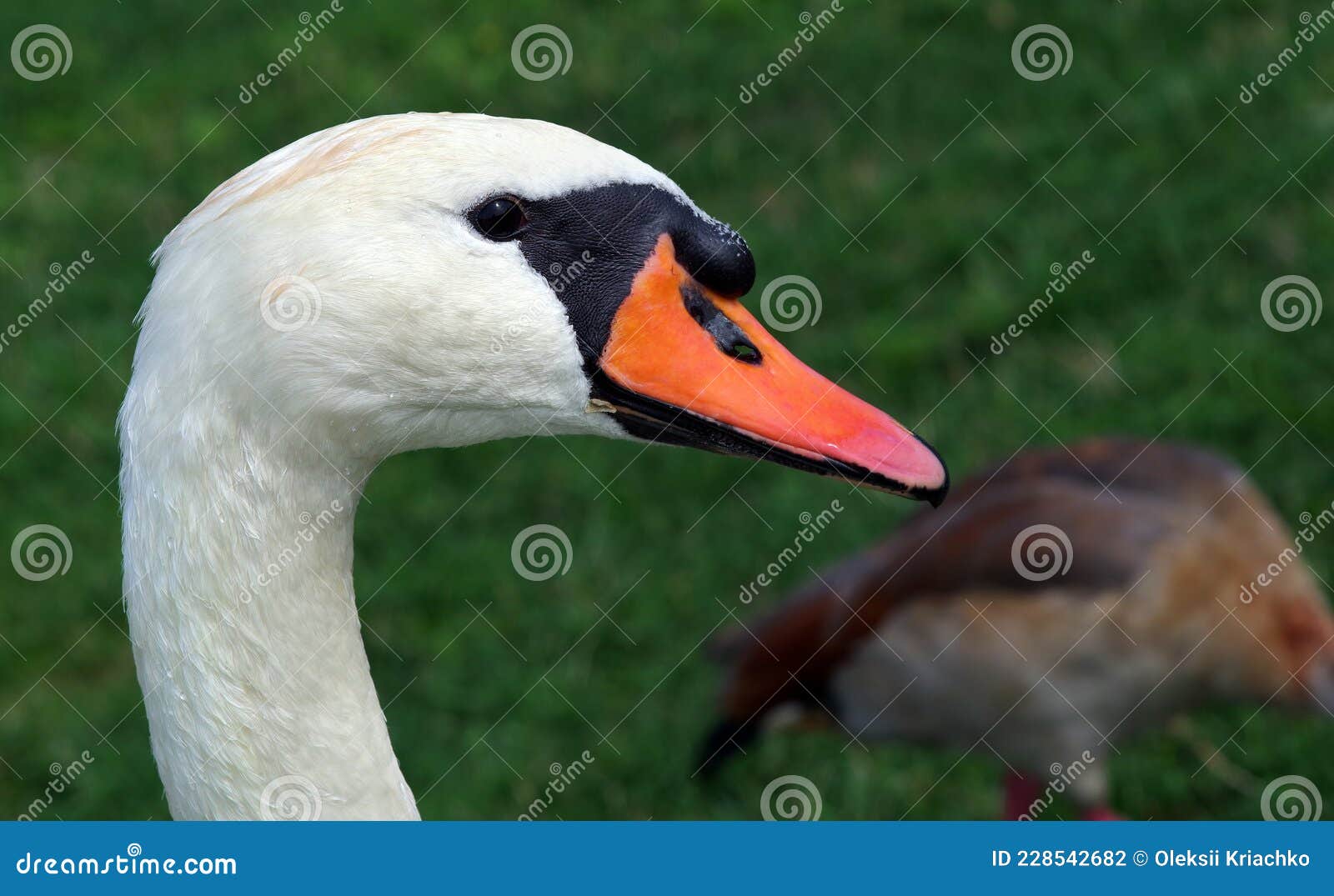 White Swan Head . Portrait of a White Swan. Swan in the Park Stock ...