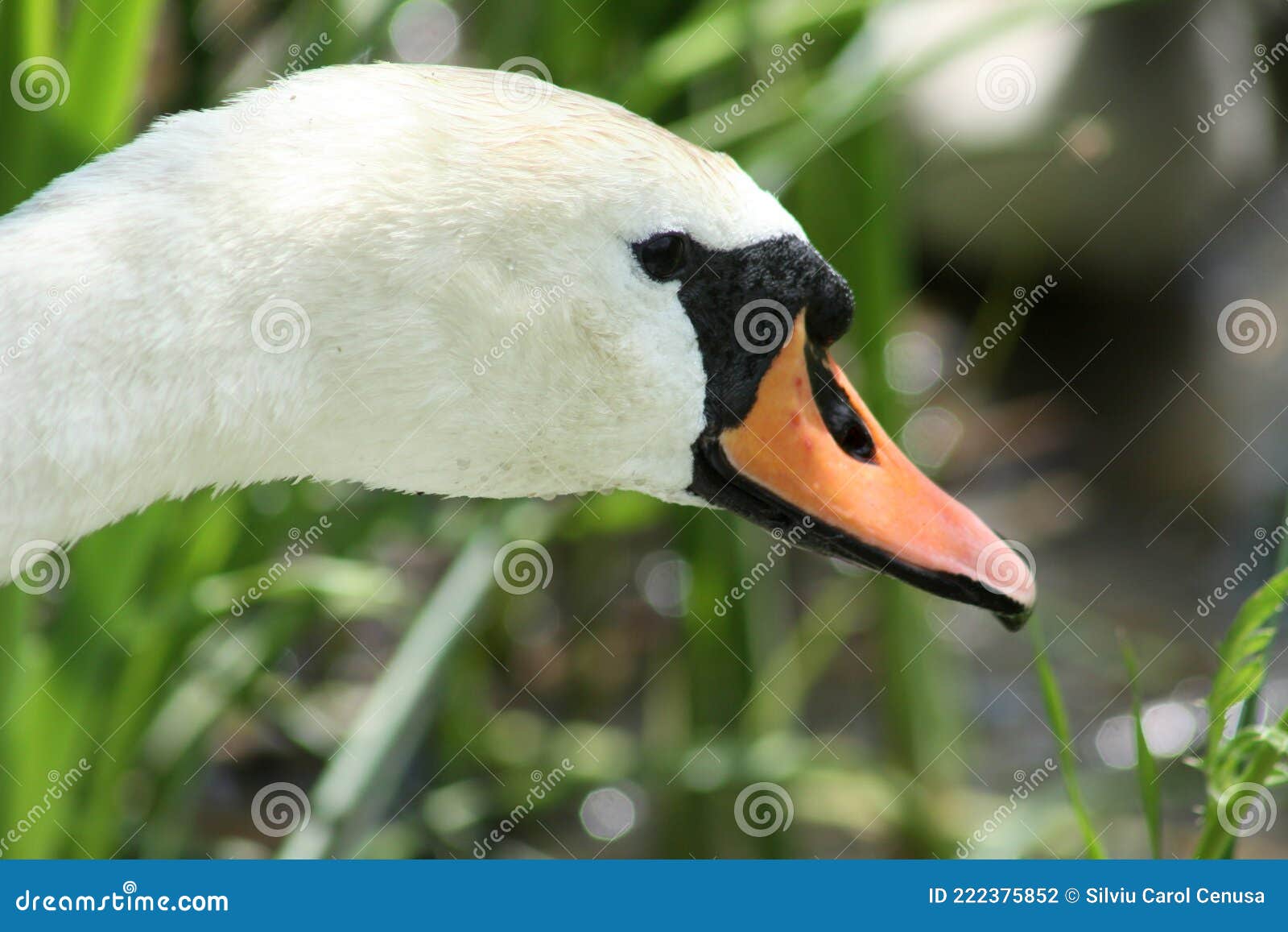 White Swan Head Side View Closeup of it Stock Photo - Image of lake ...