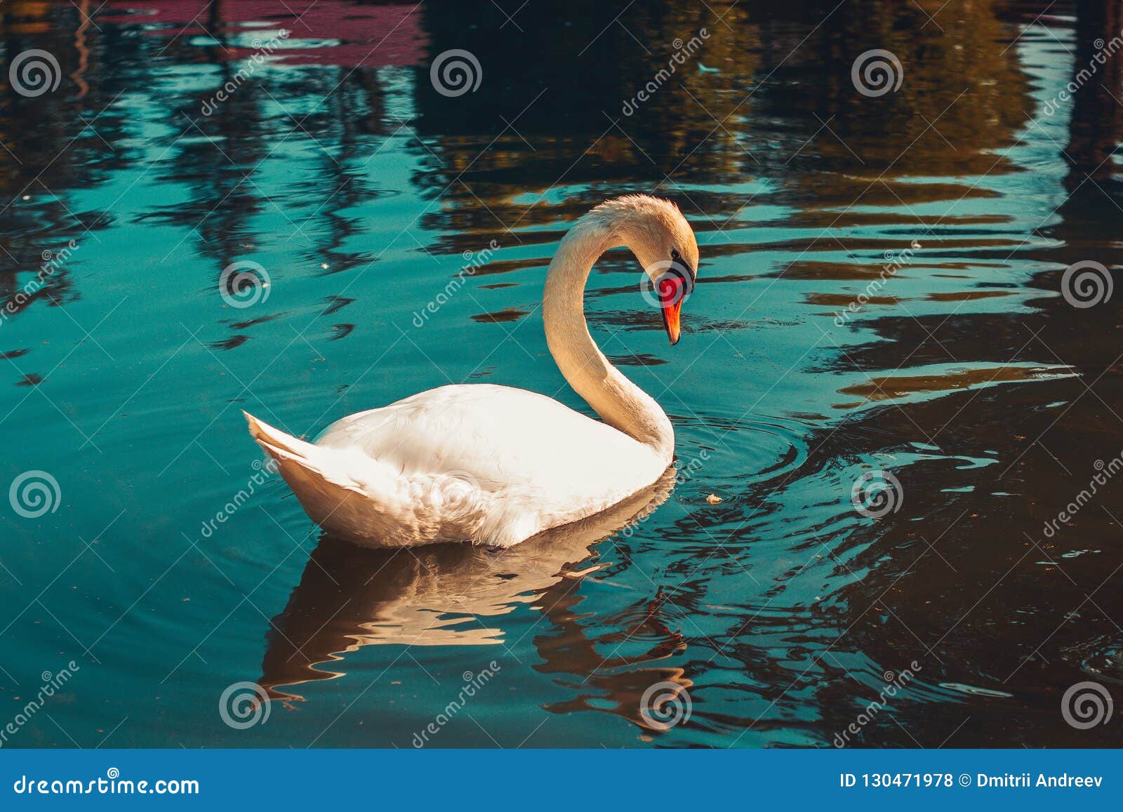 White swan lake stock photo. Image of summer, bird, landscape - 130471978
