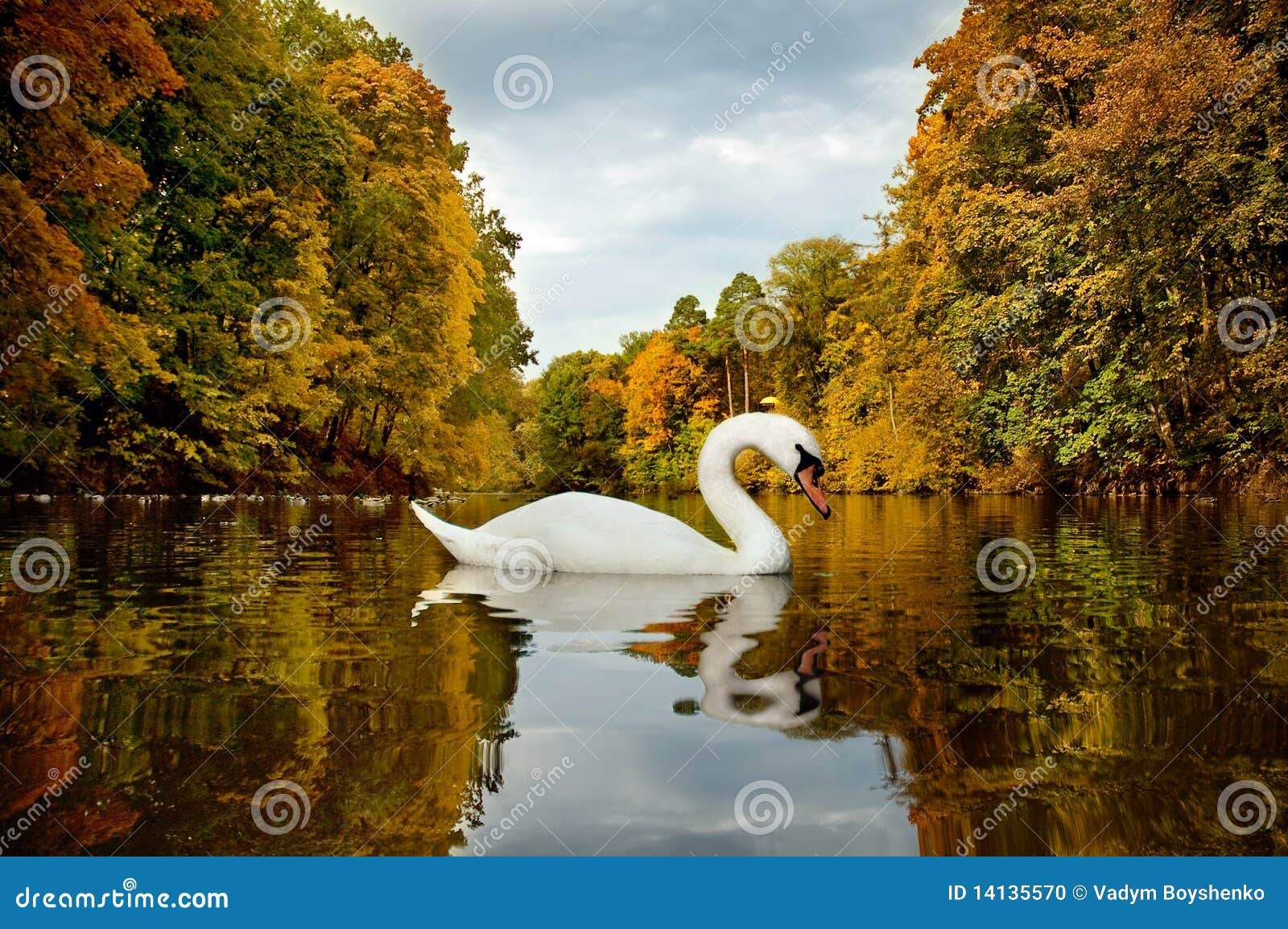 White swan on lake stock photo. Image of scenics, color - 14135570
