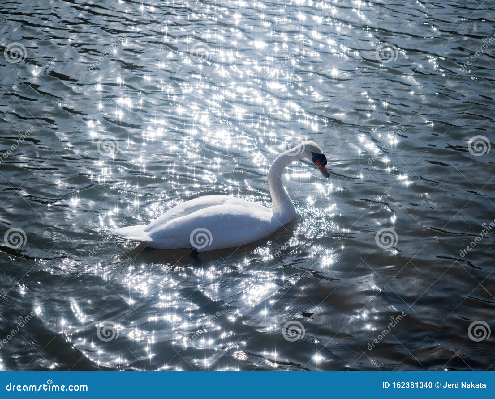 White swan in the lake stock photo. Image of feather - 162381040