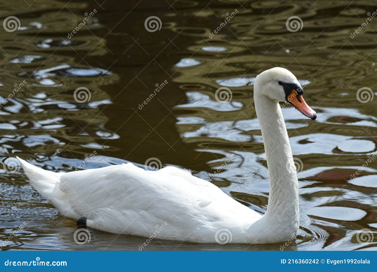 White swan in the lake stock photo. Image of lake, swimming - 216360242