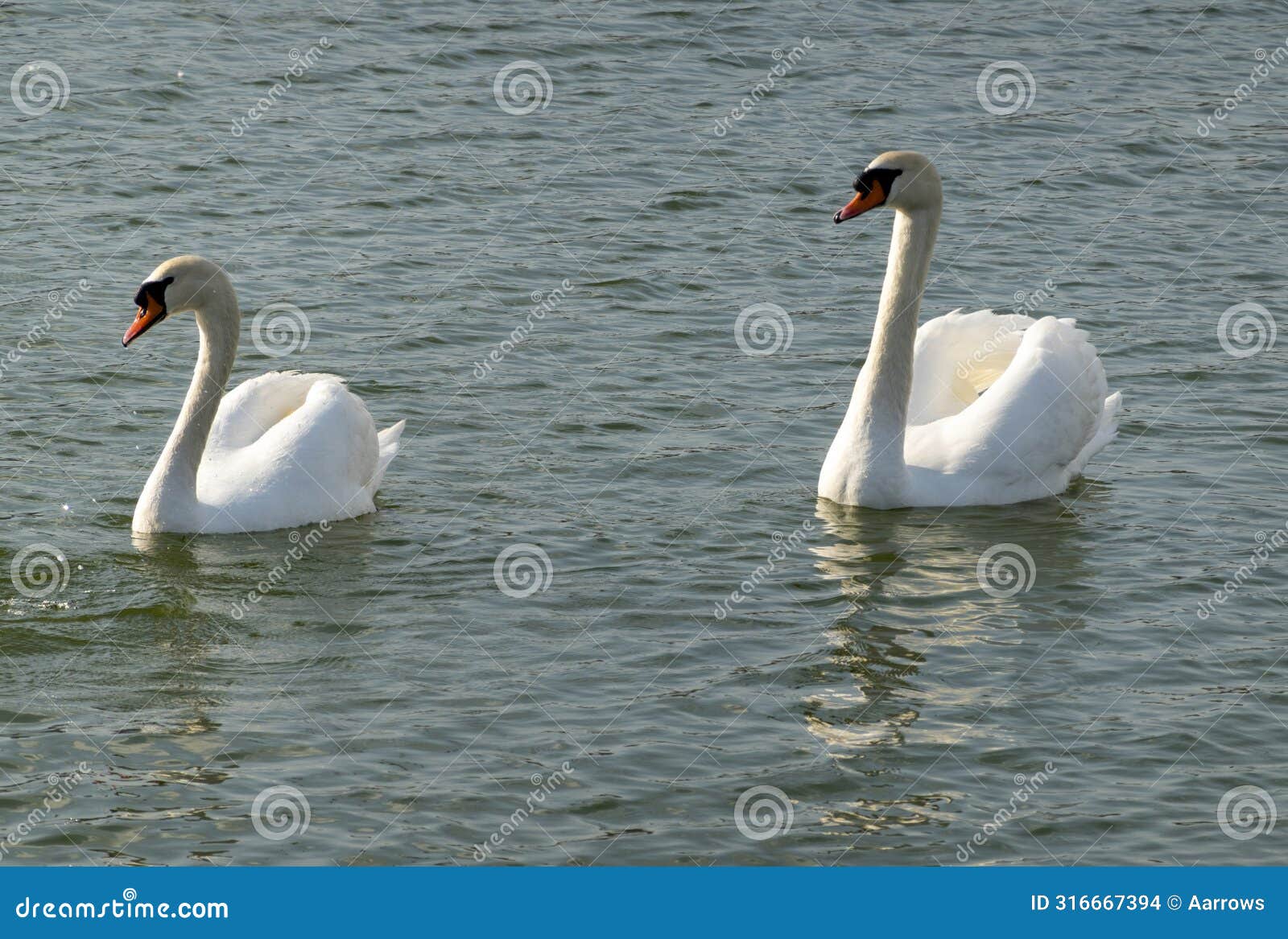 White Swan in the Lake with Blue Dark Background Stock Photo - Image of ...