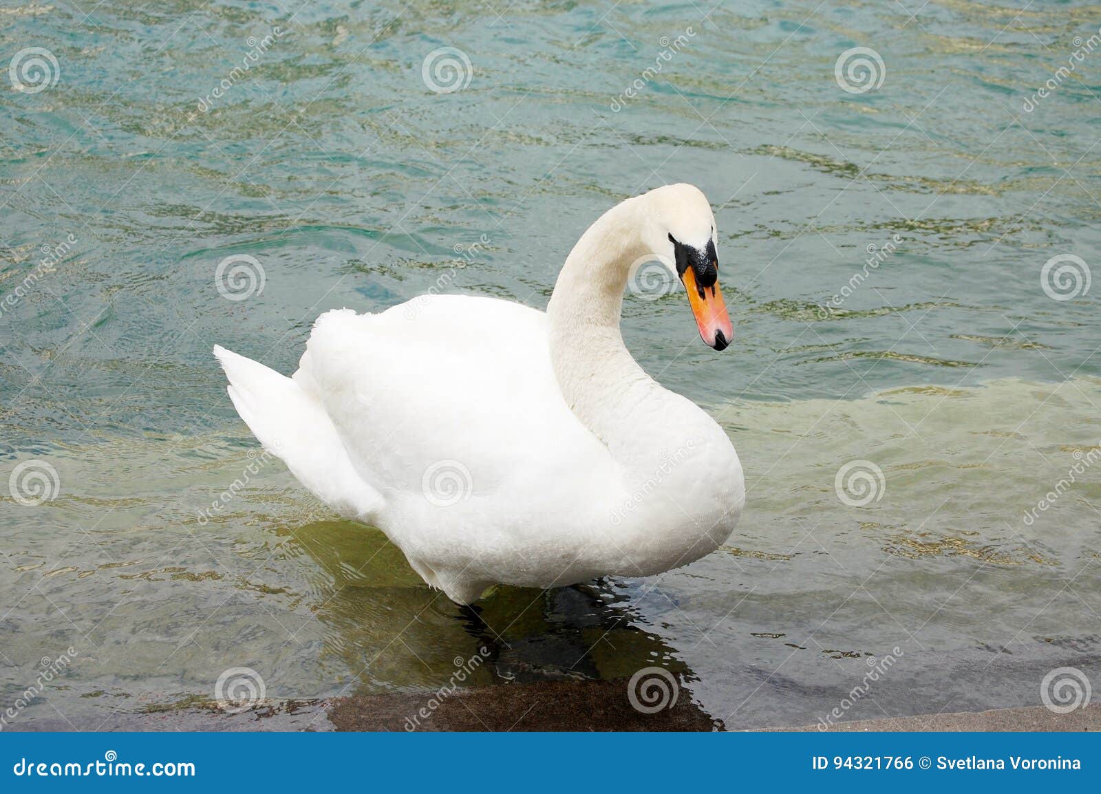 White Swan on the Lake Close-up Stock Photo - Image of avifauna ...
