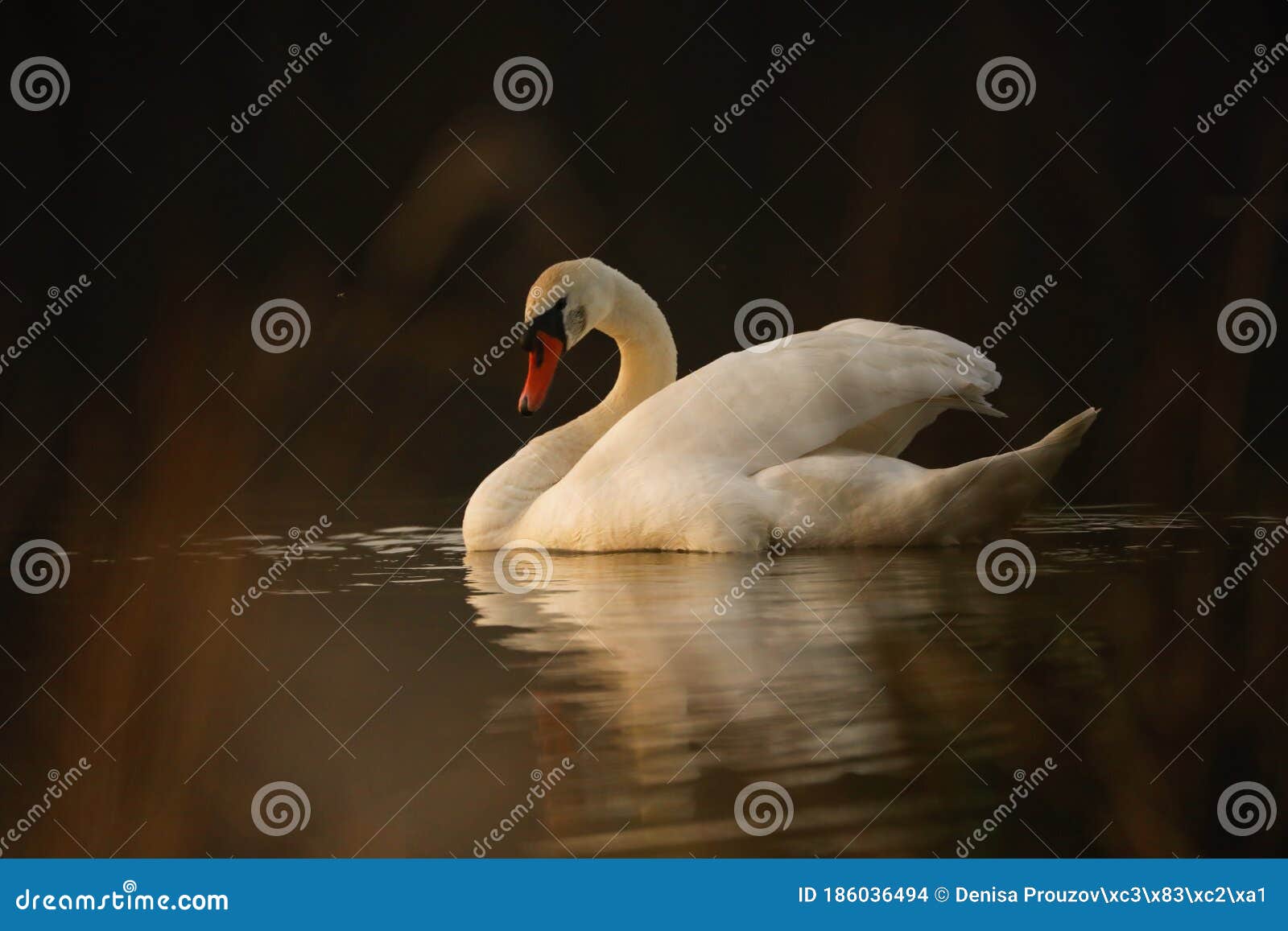 White Swan on Lake in the Evening Stock Photo - Image of bird, wild ...