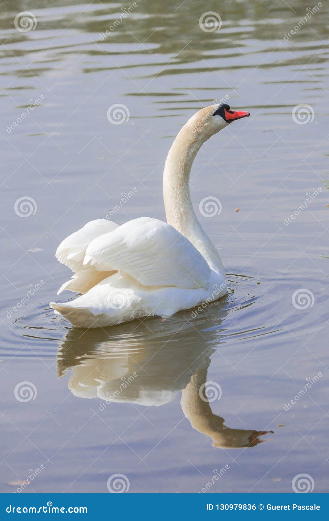 White swan stock photo. Image of nature, head, calm - 130979836