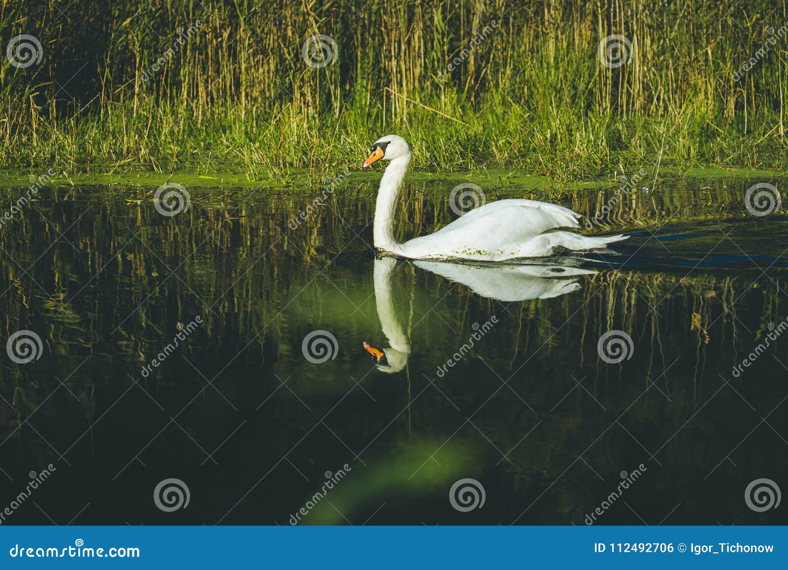 White Swan on Lake in Spring Forest. White Swan Swimming in Pond, Side ...