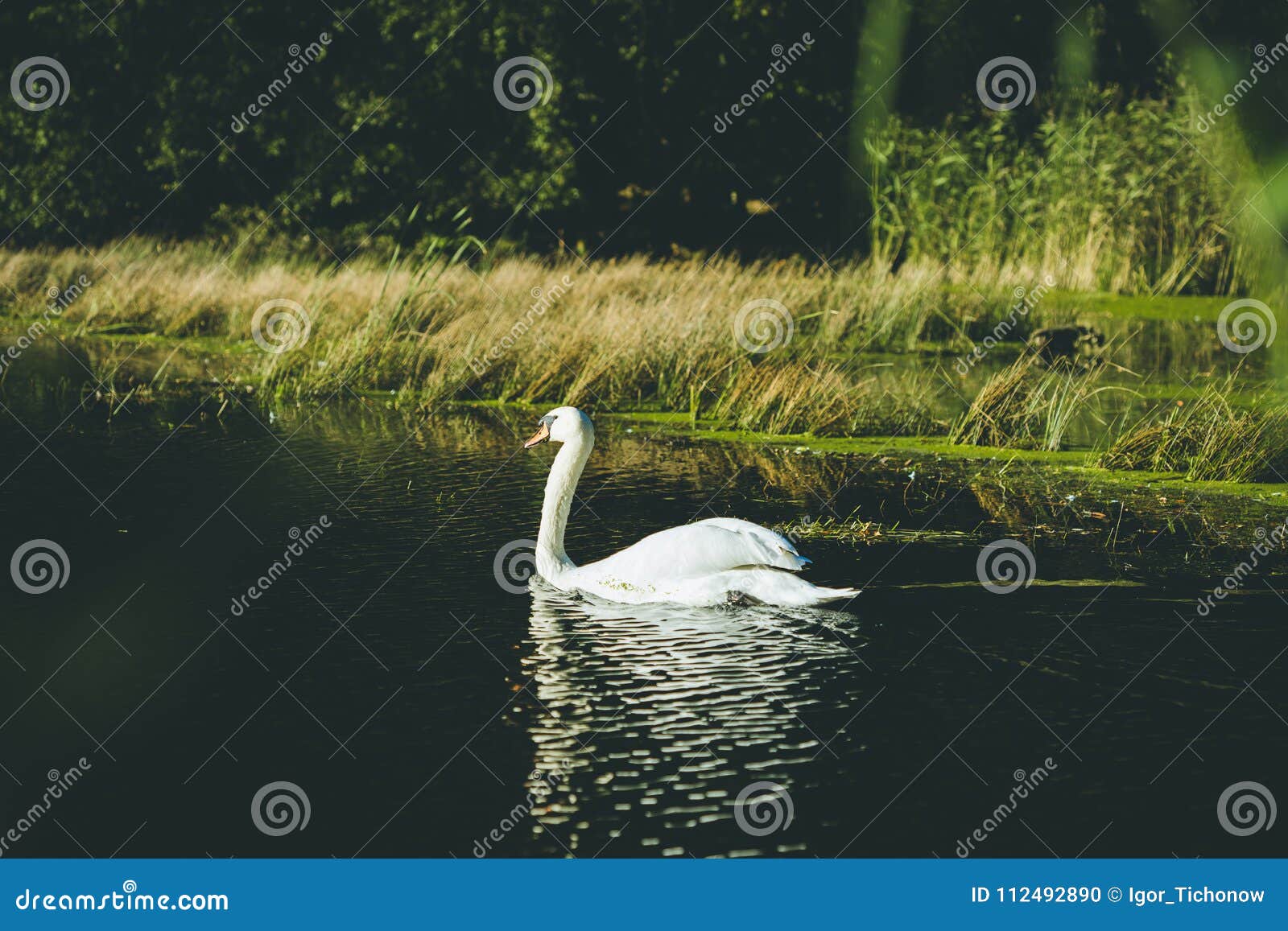 White Swan on Lake in Spring Forest. White Swan Swimming in Pond, Side ...