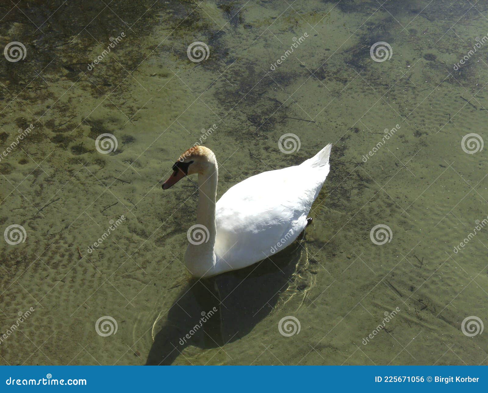 White swan at a lake stock photo. Image of feathers - 225671056