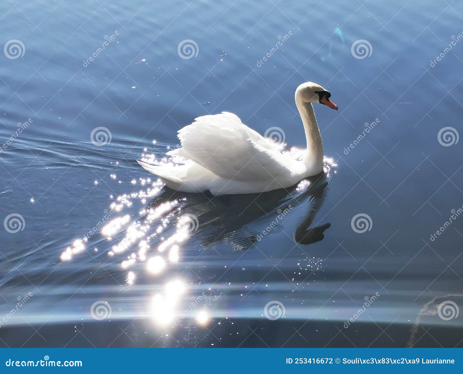 White Swan on the lake stock photo. Image of mallard - 253416672