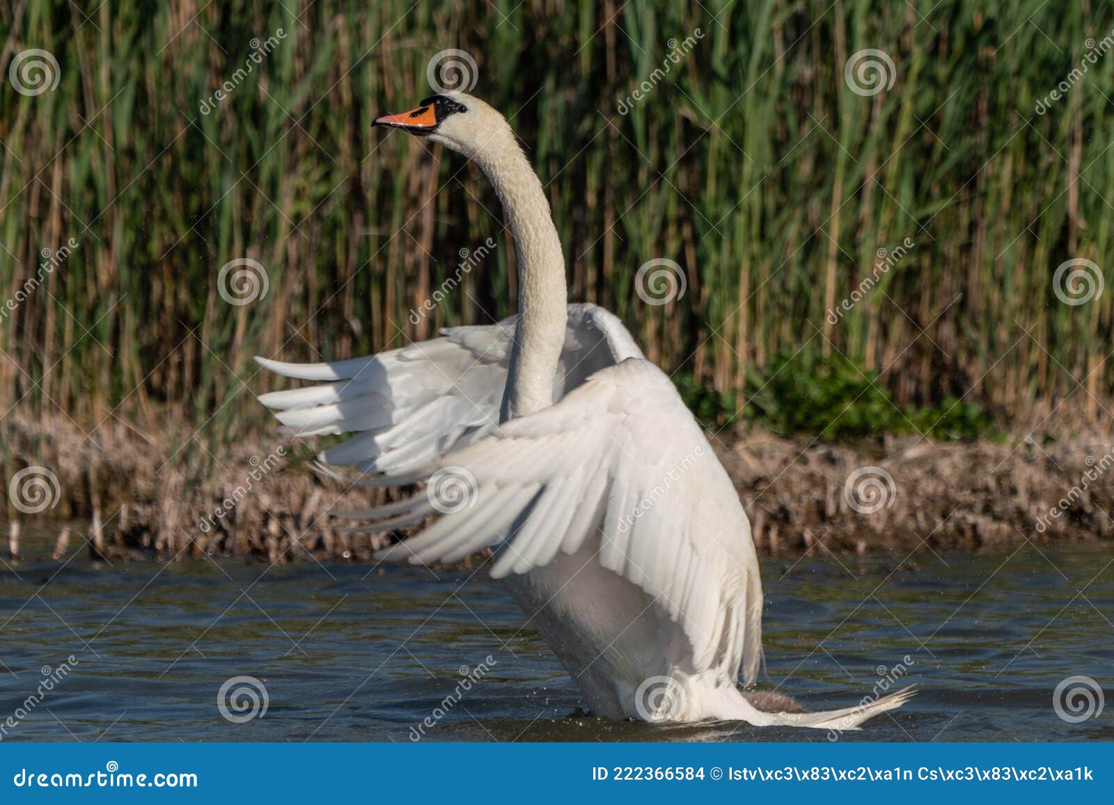 White swan landing stock photo. Image of landing, photograph - 222366584
