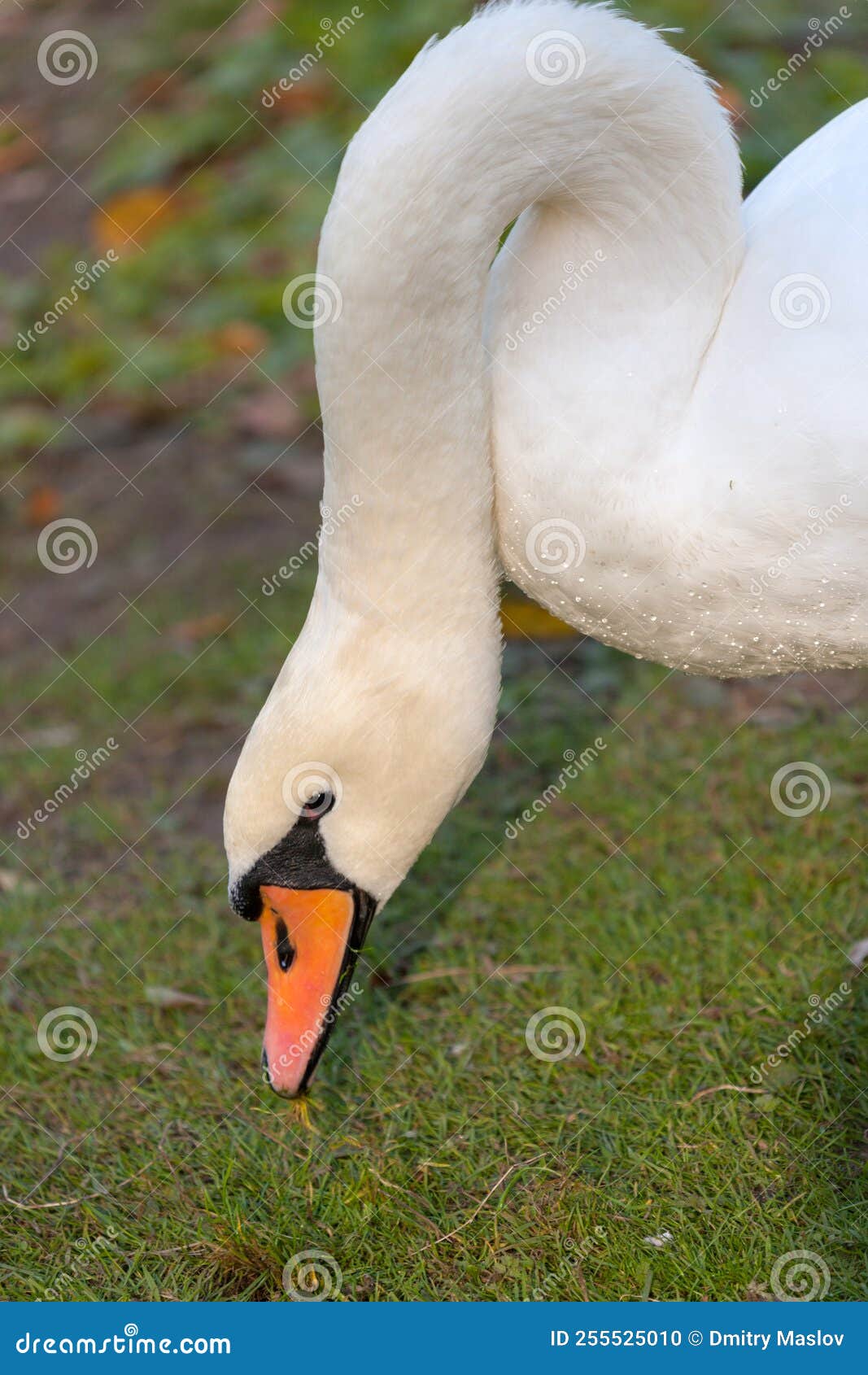 White Swan with a Long Neck Stock Photo - Image of profile, grass ...
