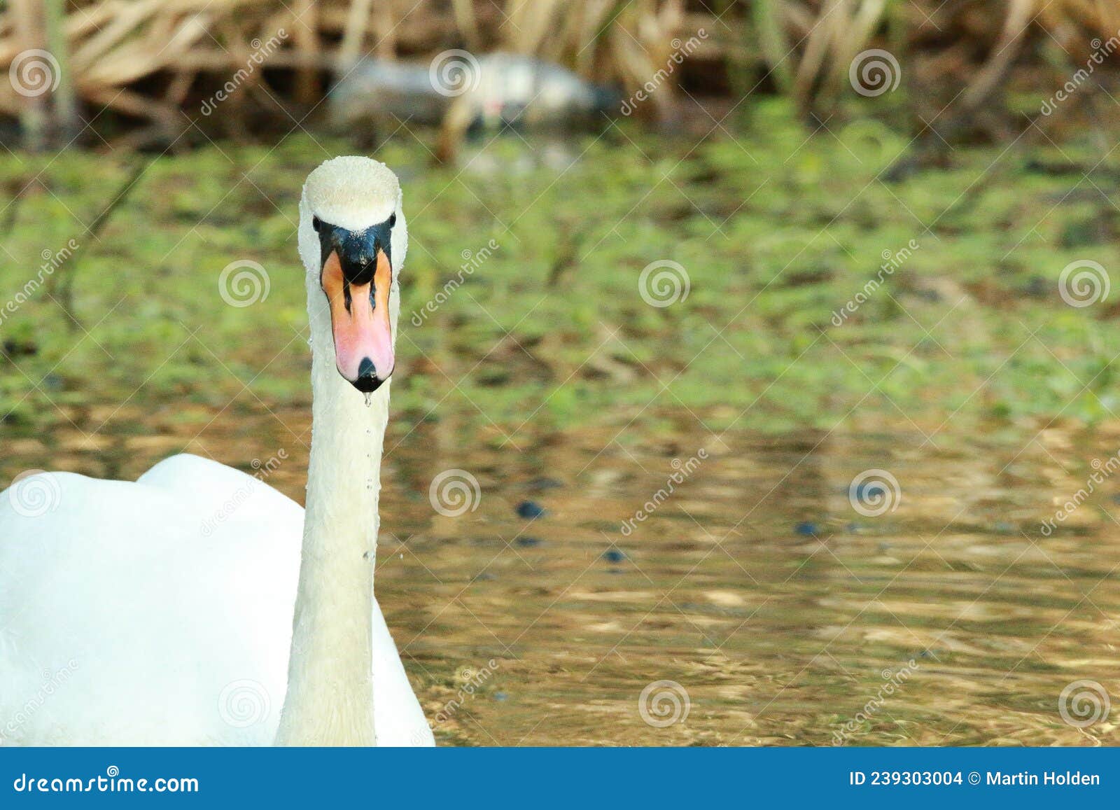 White swan looking ahead stock photo. Image of bird - 239303004