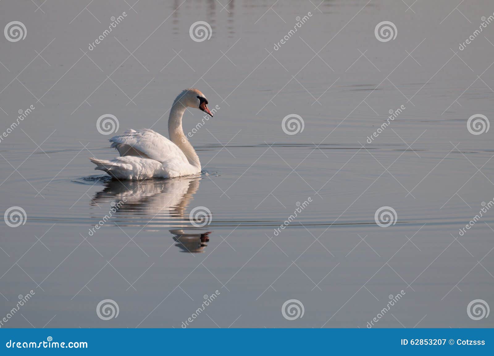 White Swan Looking Back on the Lake S Surface Stock Image - Image of ...