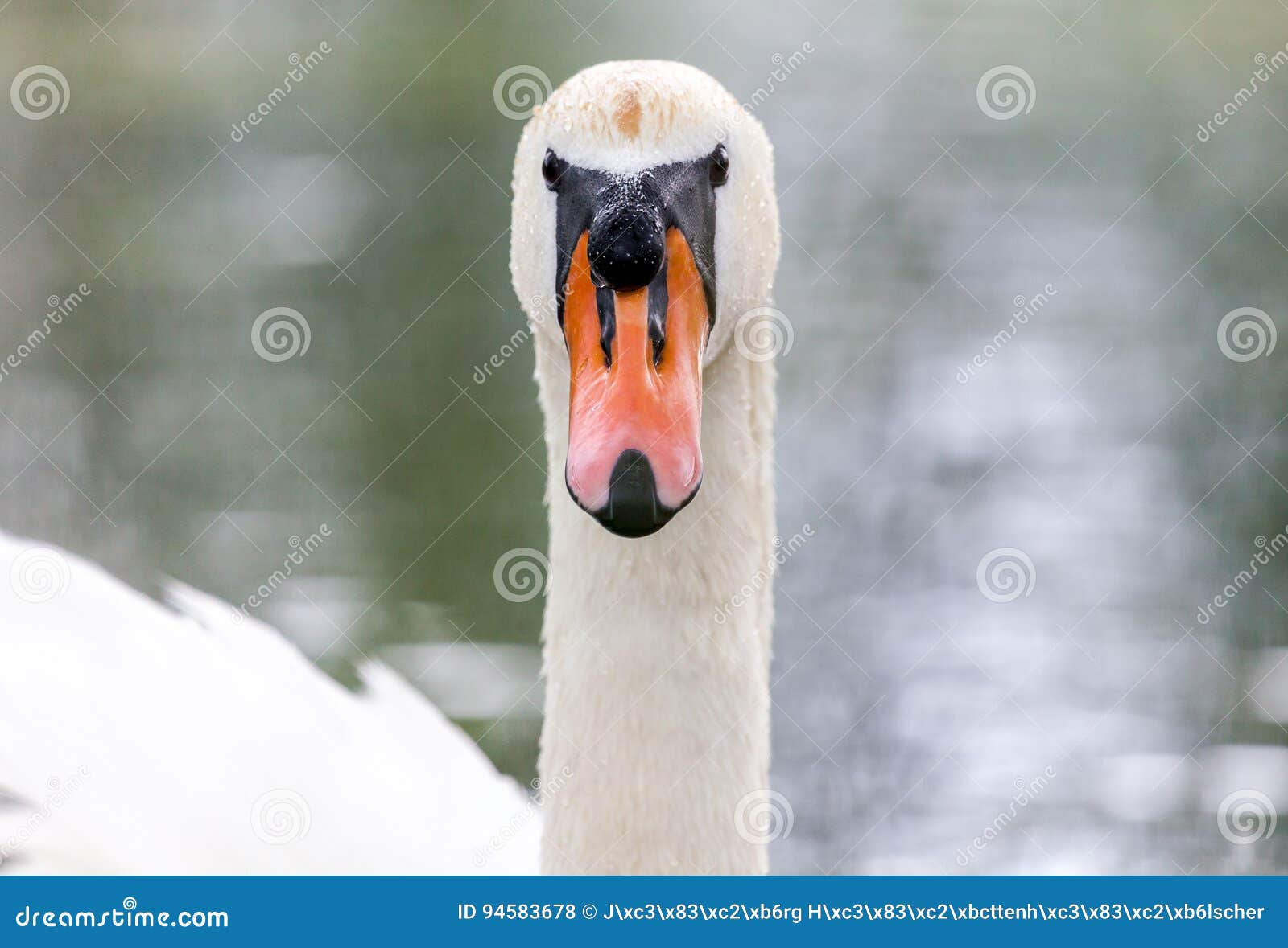 White Swan Looks To the Camera Stock Photo - Image of nature, lake ...