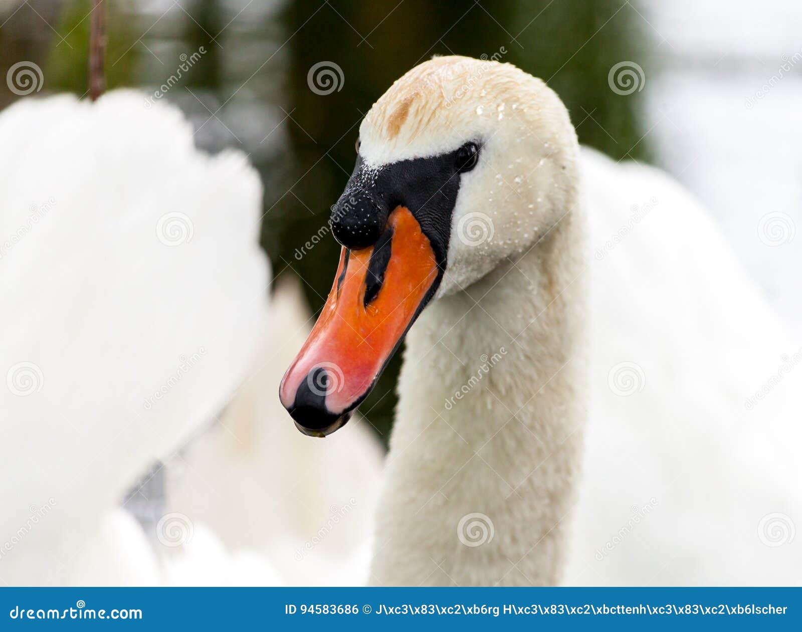 White Swan Looks To the Camera Stock Photo - Image of feather, river ...