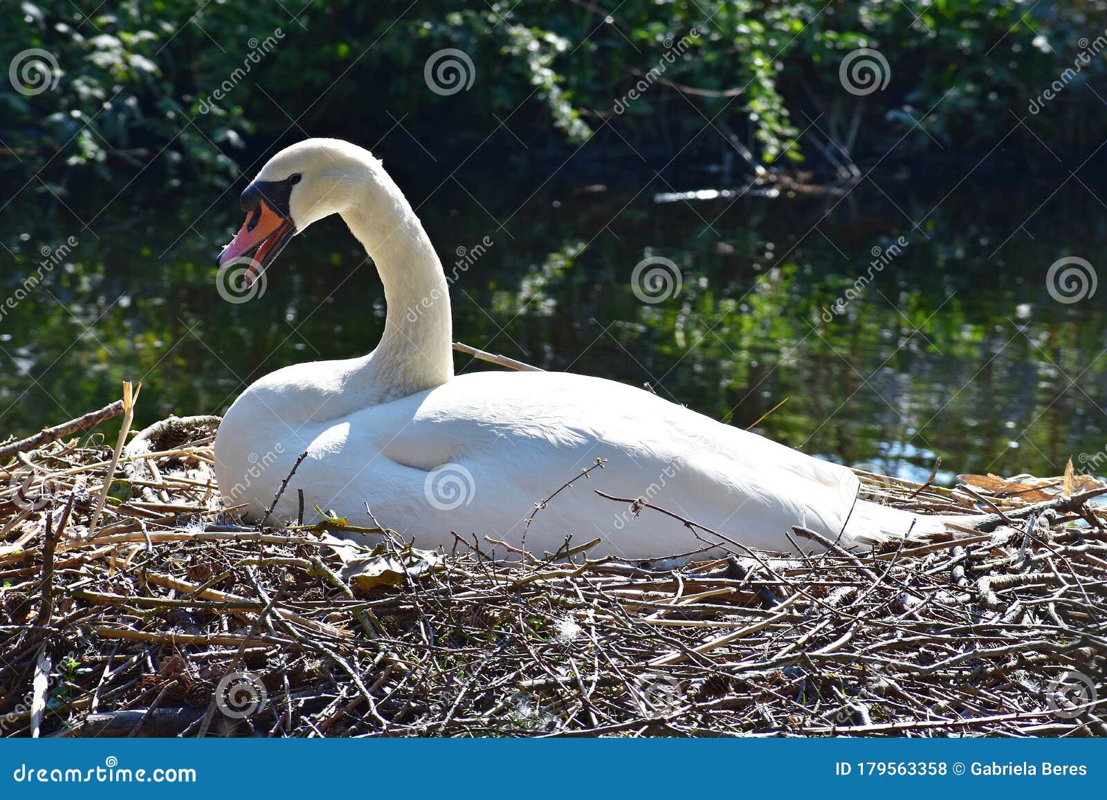 White swan on the nest. stock photo. Image of mute, cute - 179563358