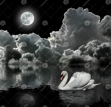 White swan at night stock photo. Image of evening, love - 24776478