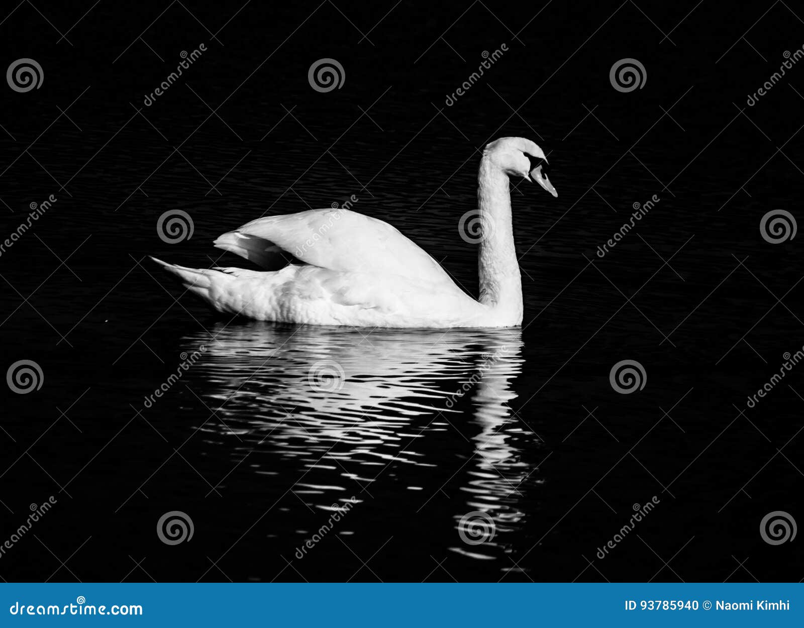 White swan in the night. stock photo. Image of horizontal - 93785940