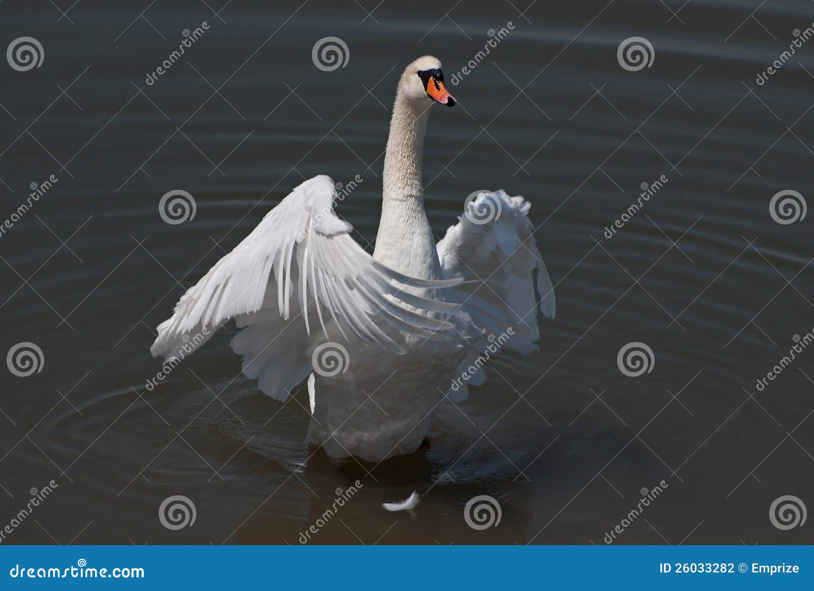 White Swan with Opening Wings Stock Photo - Image of posture, grace ...