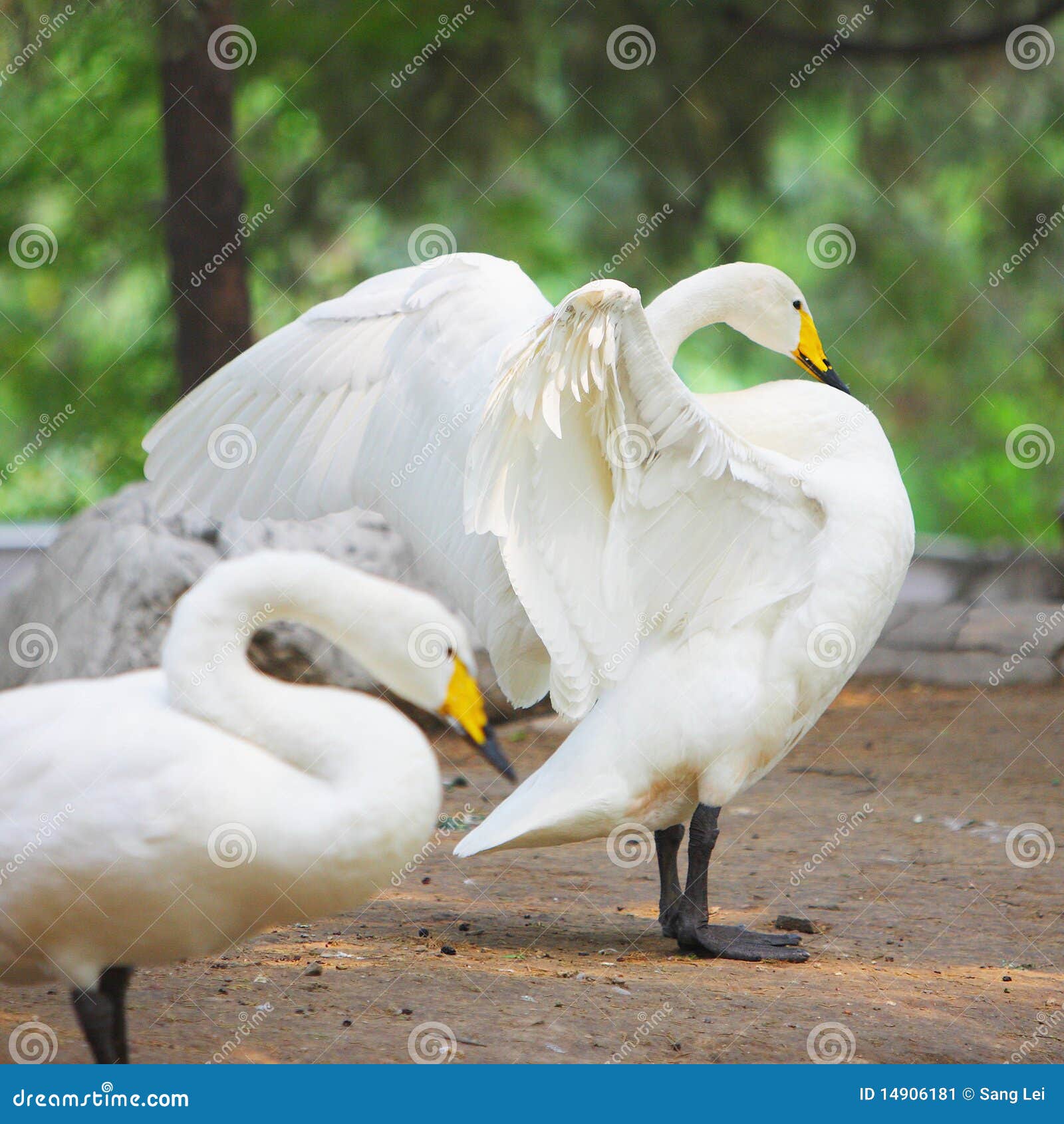 White swan opens wing stock image. Image of detail, beauty - 14906181