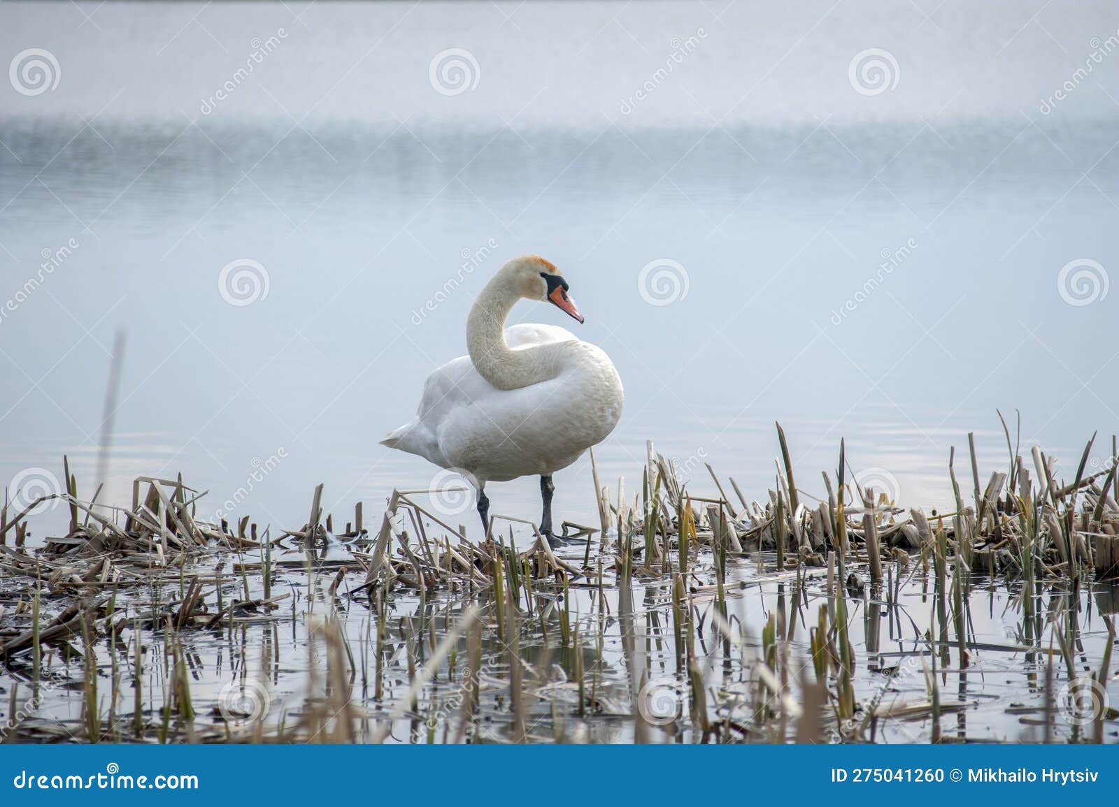 White Swan Paws on the Ice Reflecting Stock Photo - Image of white ...