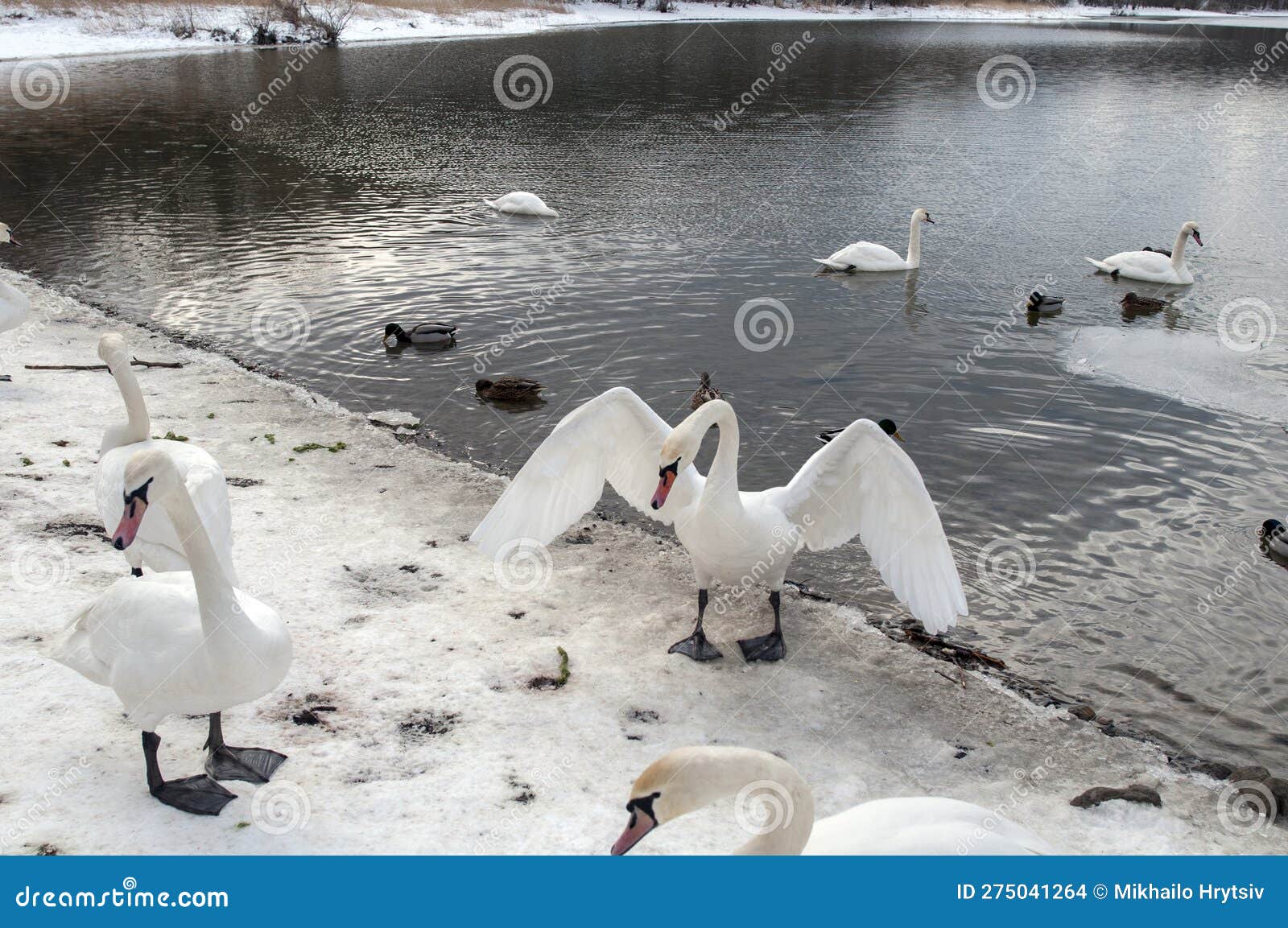 White Swan Paws on the Ice Reflecting Stock Photo - Image of natural ...