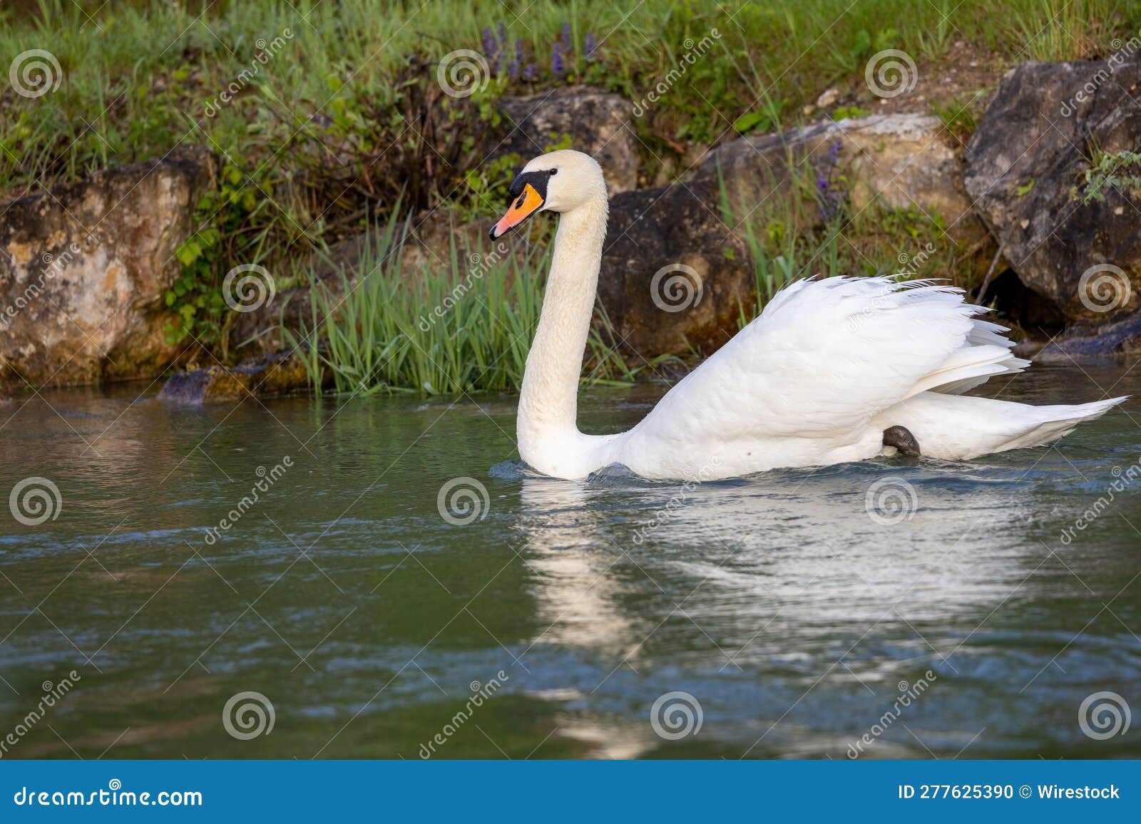 White Swan is Pictured in an Idyllic Setting, Gliding Gracefully Over a ...