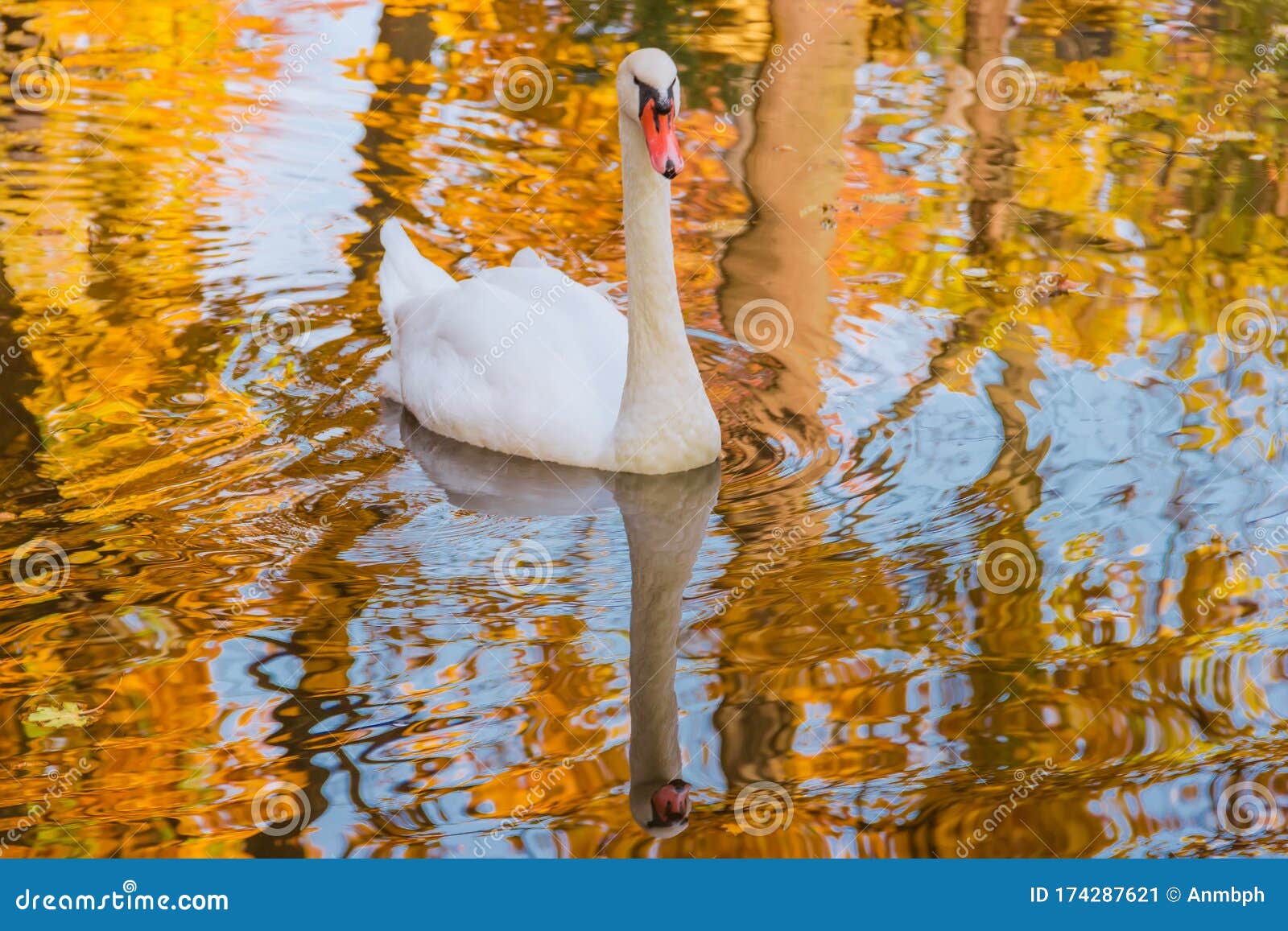 White Swan on a Pond with Fall Foliage Reflection Stock Image - Image ...