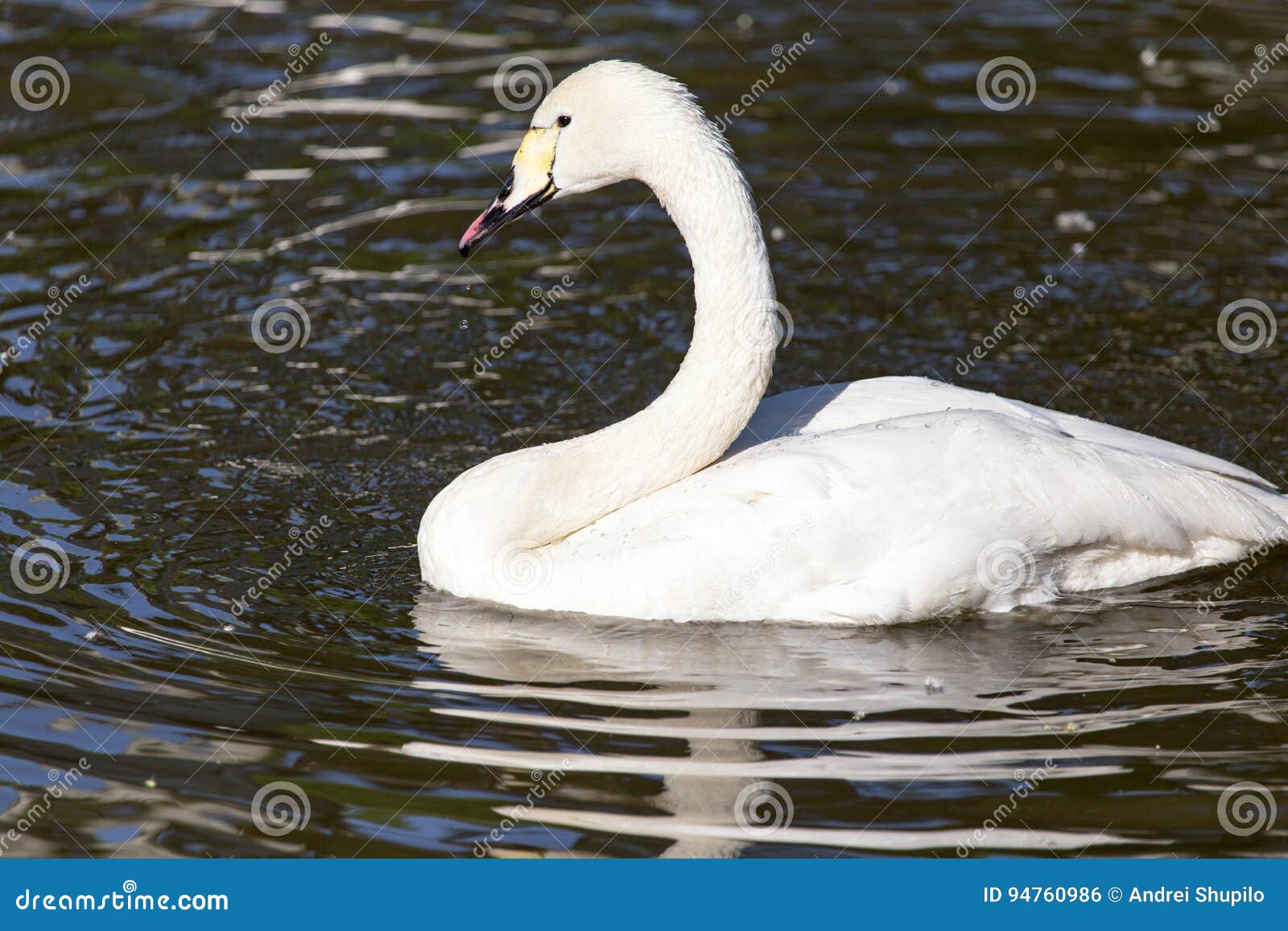 White Swan on a Pond in the Park Stock Photo - Image of white, elegant ...