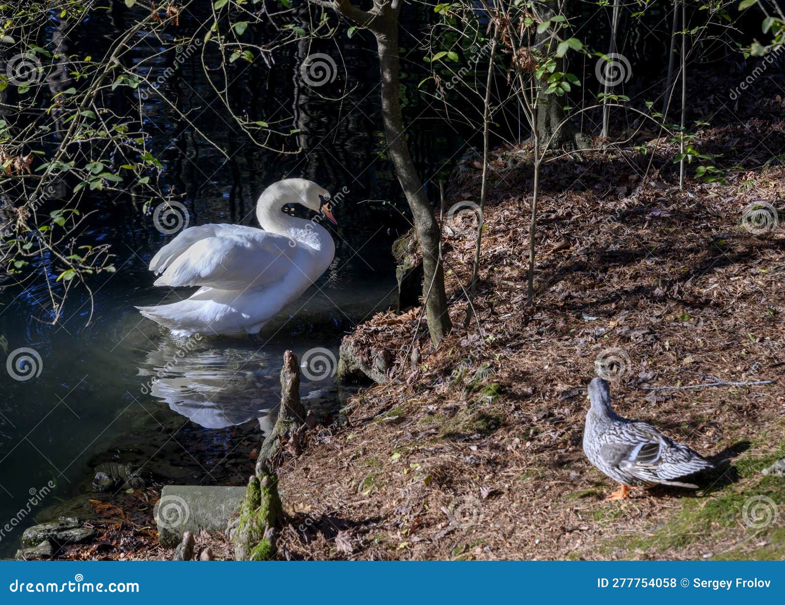 A White Swan on a Pond in the Shade of Trees Stock Photo - Image of ...