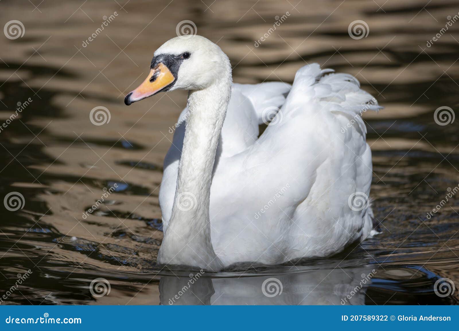 White Swan on a Pond Surface Stock Photo - Image of swam, surface ...