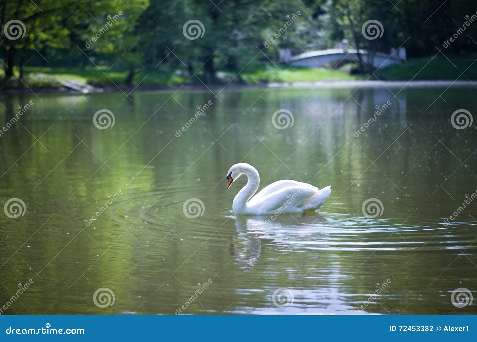 White swan on a pond. stock photo. Image of elegance - 72453382