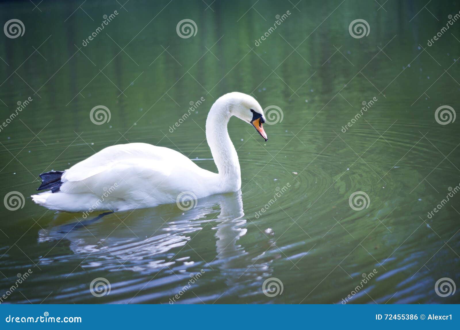 White swan on a pond. stock photo. Image of animal, amazing - 72455386