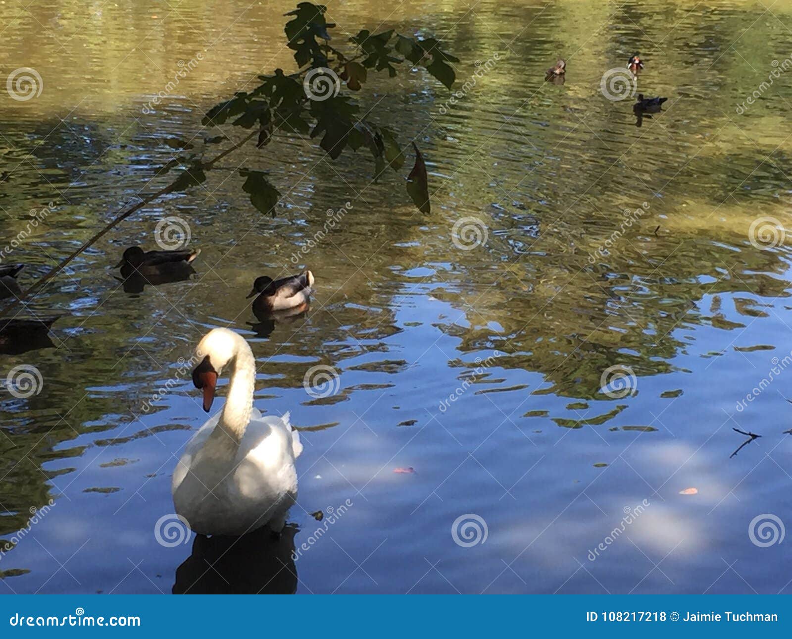 White swan in pond stock photo. Image of male, aquatic - 108217218
