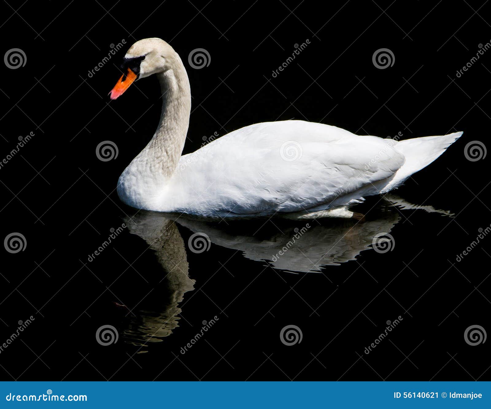 White swan stock image. Image of countryside, cygnus - 56140621