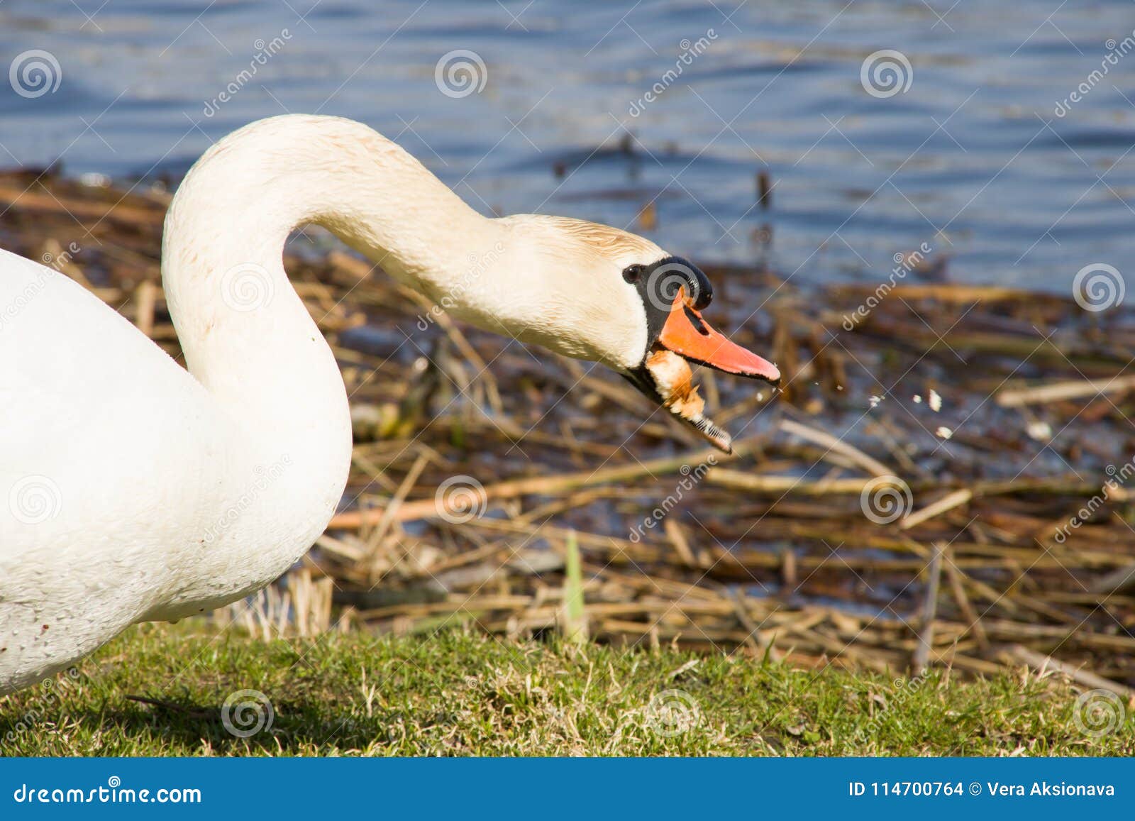 White Swan on the River Bank Eats a Loaf Stock Photo - Image of feather ...