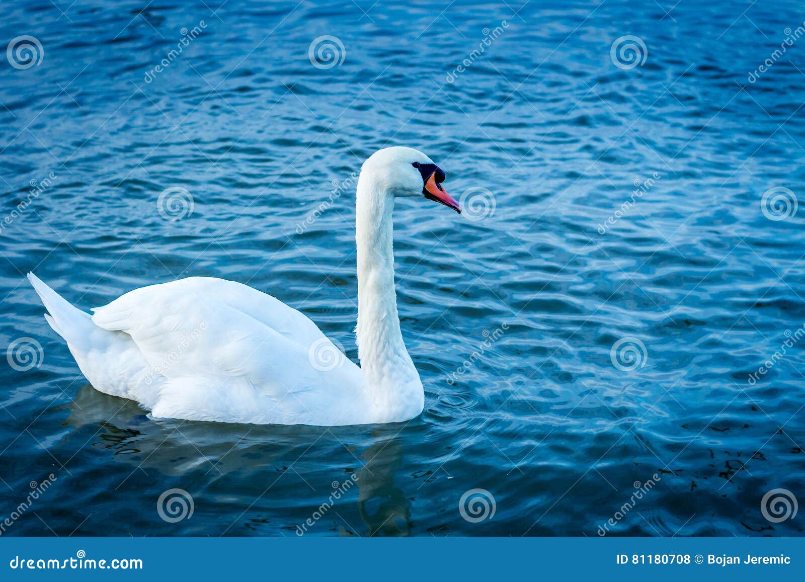 White swan in the river stock photo. Image of river, beautiful - 81180708